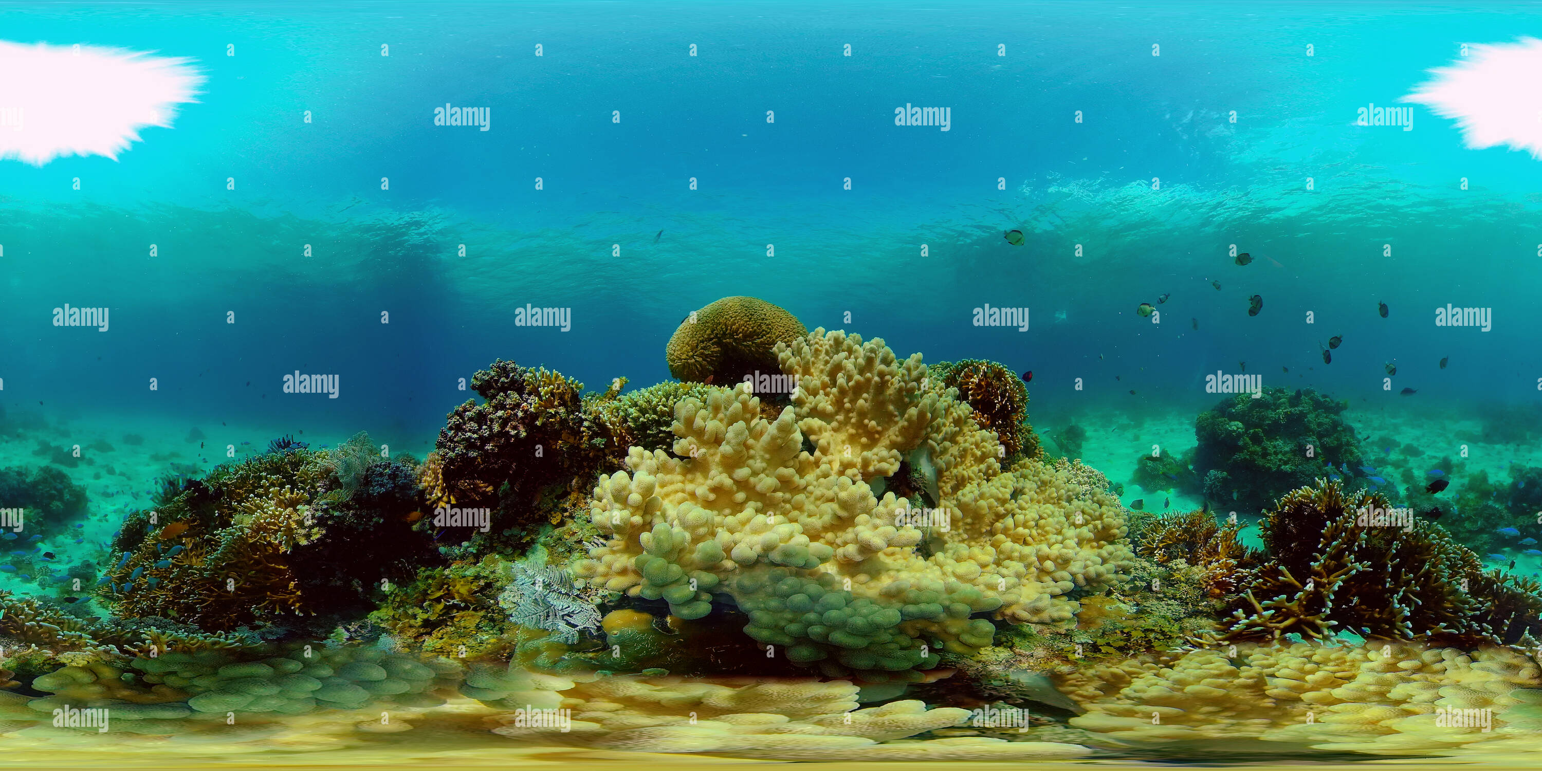 360° view of Tropical coral reef and fishes underwater. Hard and soft ...