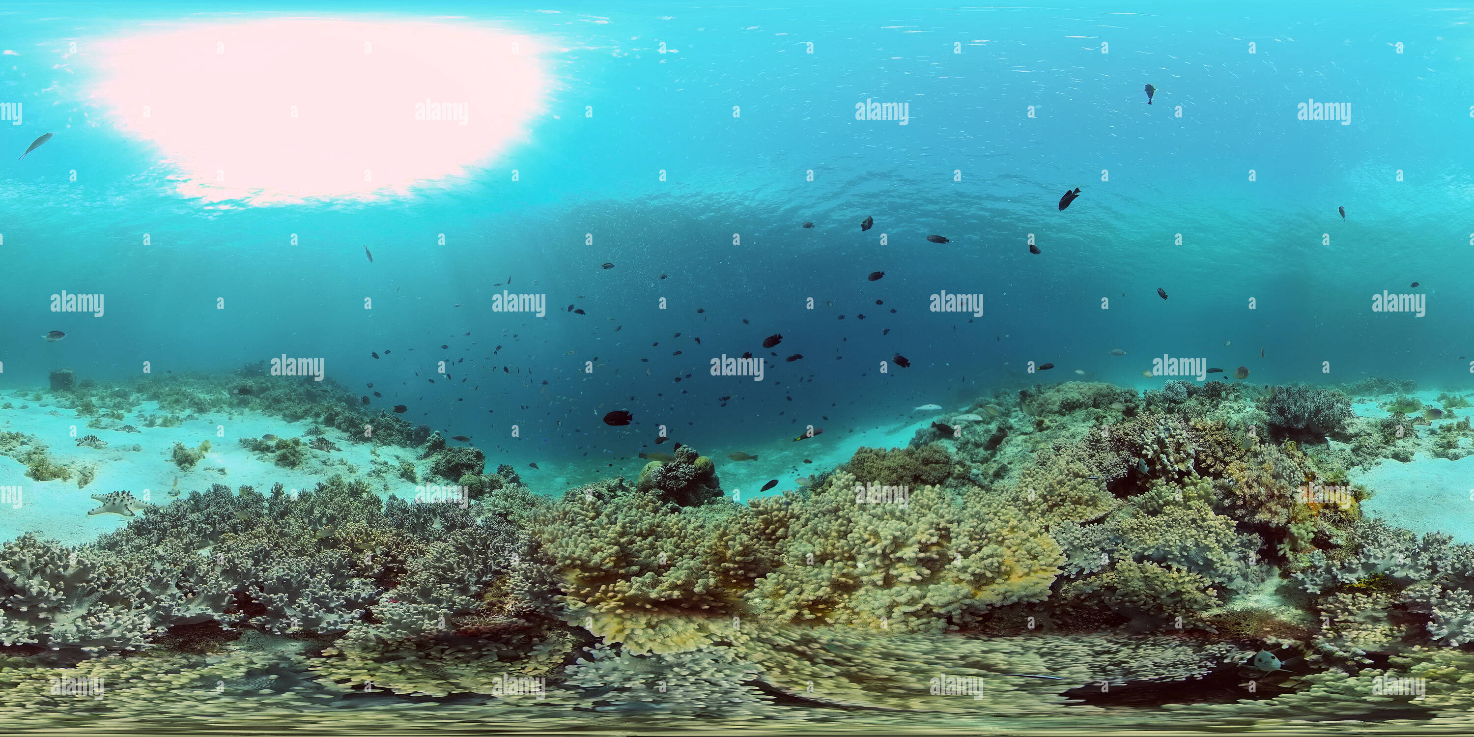 360° view of Tropical coral reef and fishes underwater. Hard and soft ...