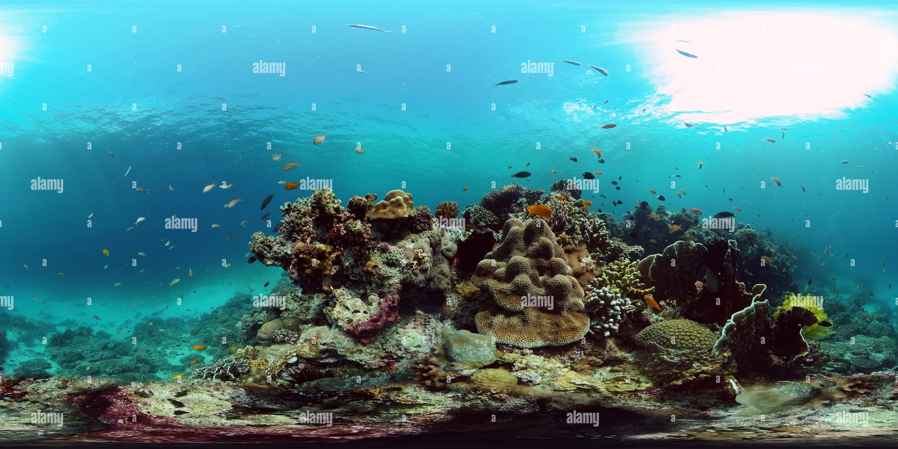 360° view of Tropical coral reef and fishes underwater. Hard and soft ...