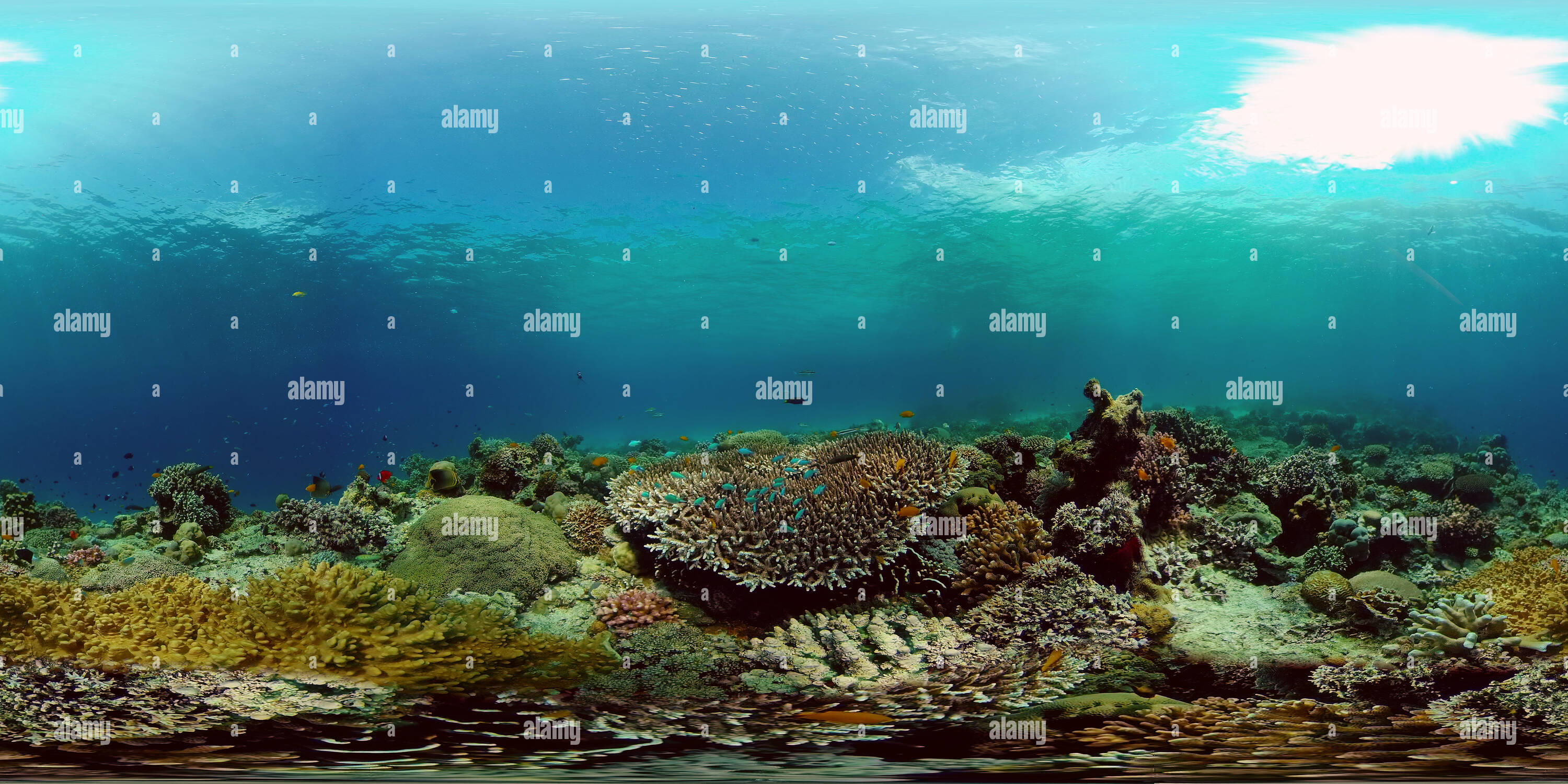 360° view of Tropical coral reef and fishes underwater. Hard and soft ...