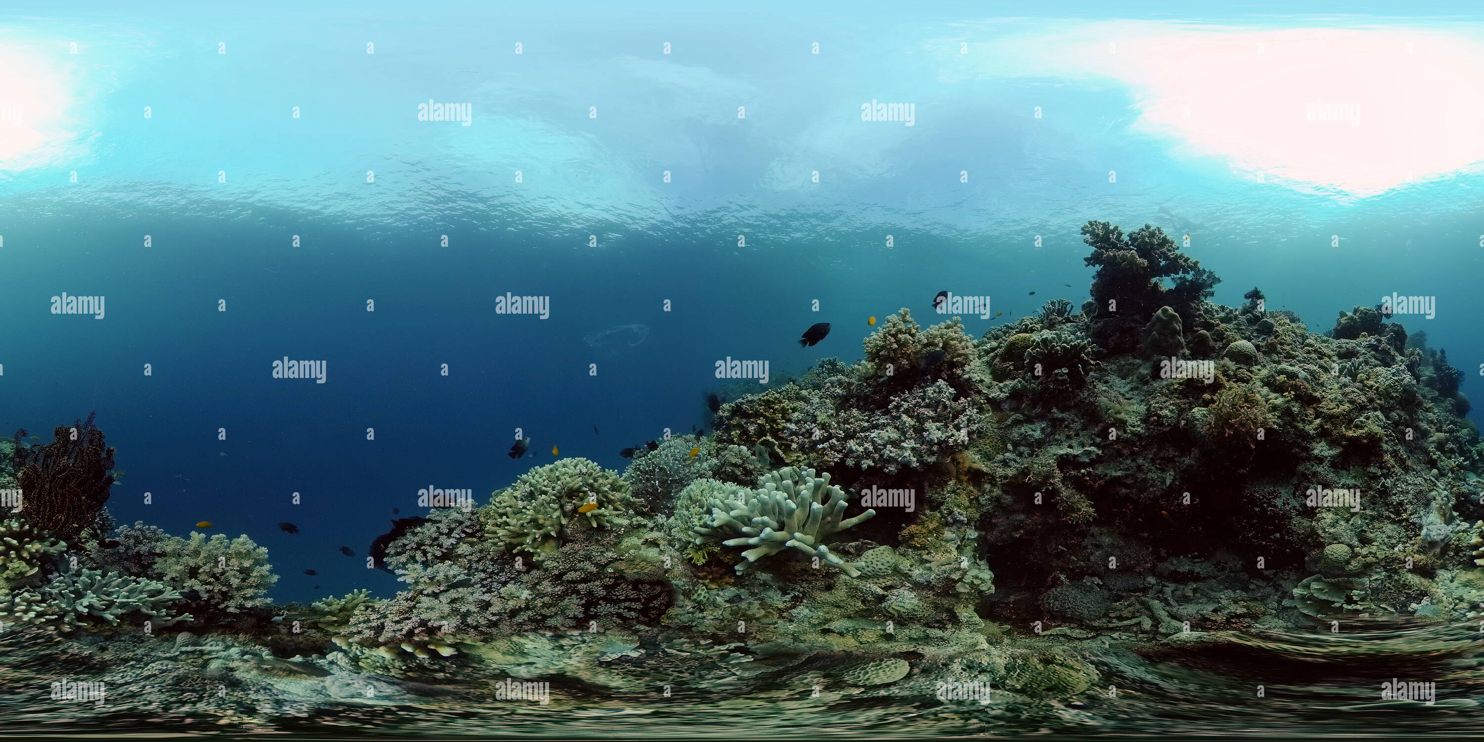 360° view of Tropical colourful underwater seascape - Alamy