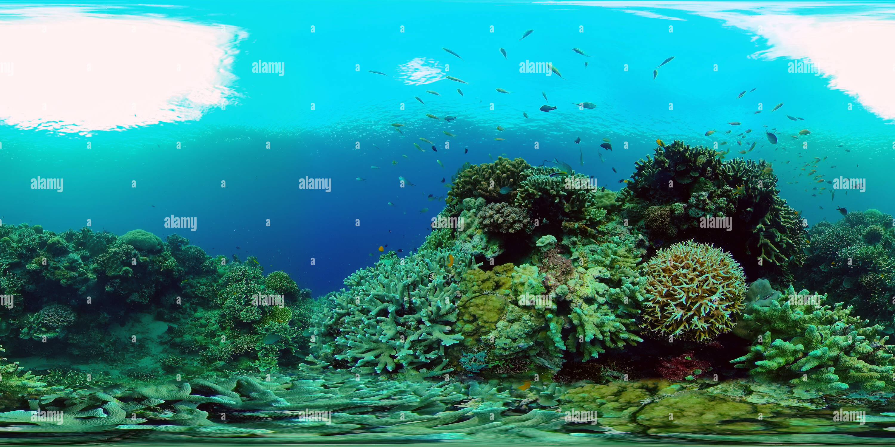 360° view of The underwater world of coral reef with fishes at diving ...