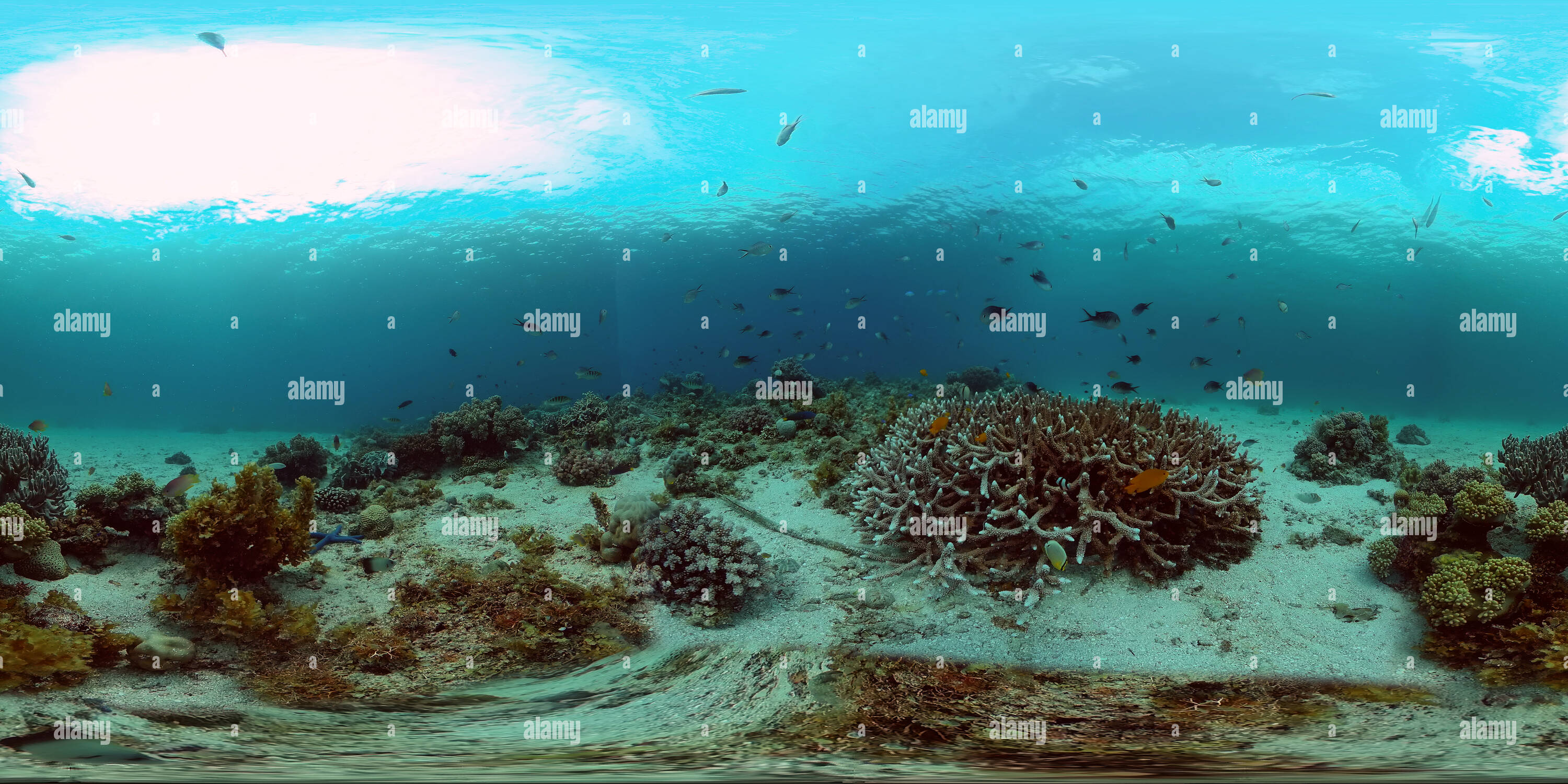 Colourful tropical coral reef scene hi-res stock photography and images ...