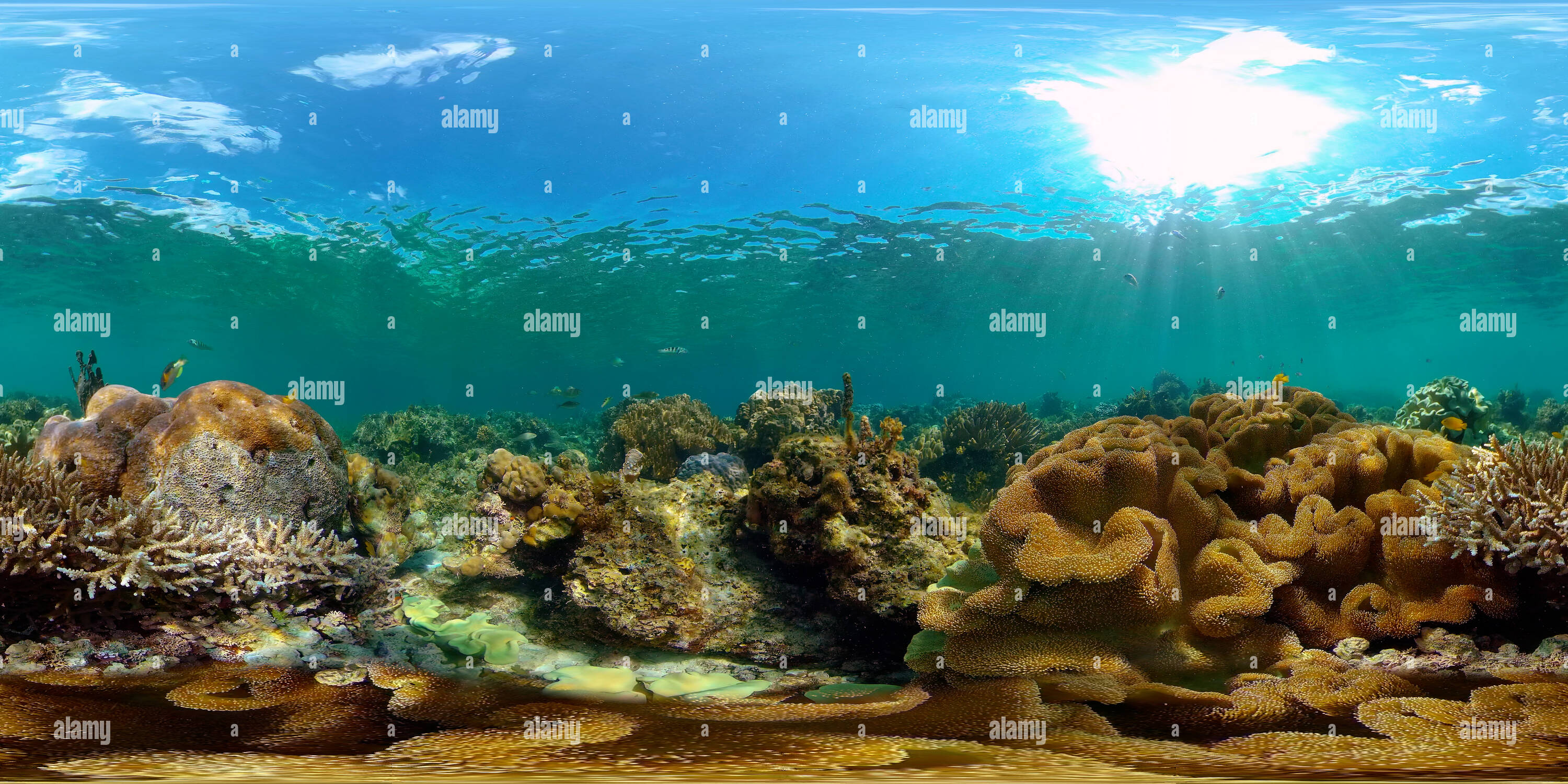 360° view of Tropical colourful underwater seascape. Tropical fishes ...