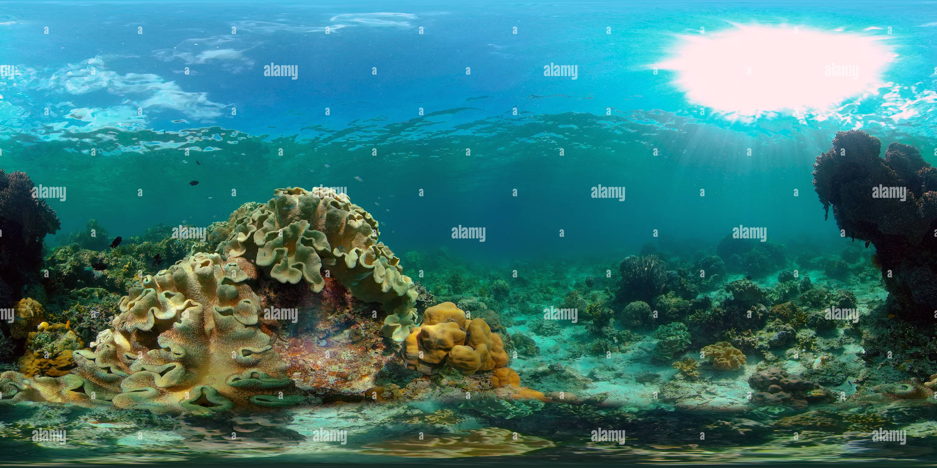 360° view of Tropical colourful underwater seascape. Tropical fishes ...
