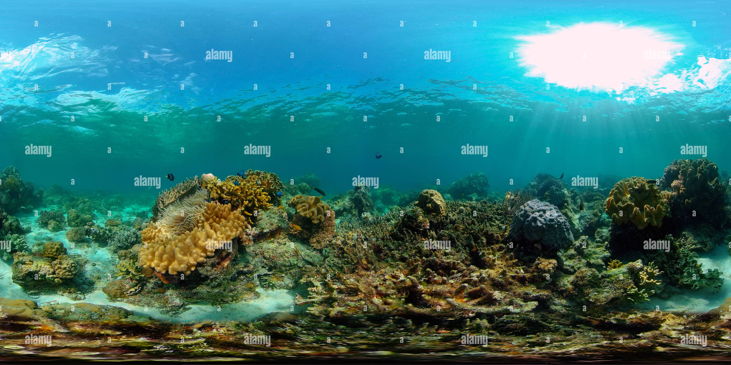360° view of Tropical colourful underwater seascape. Tropical fishes ...