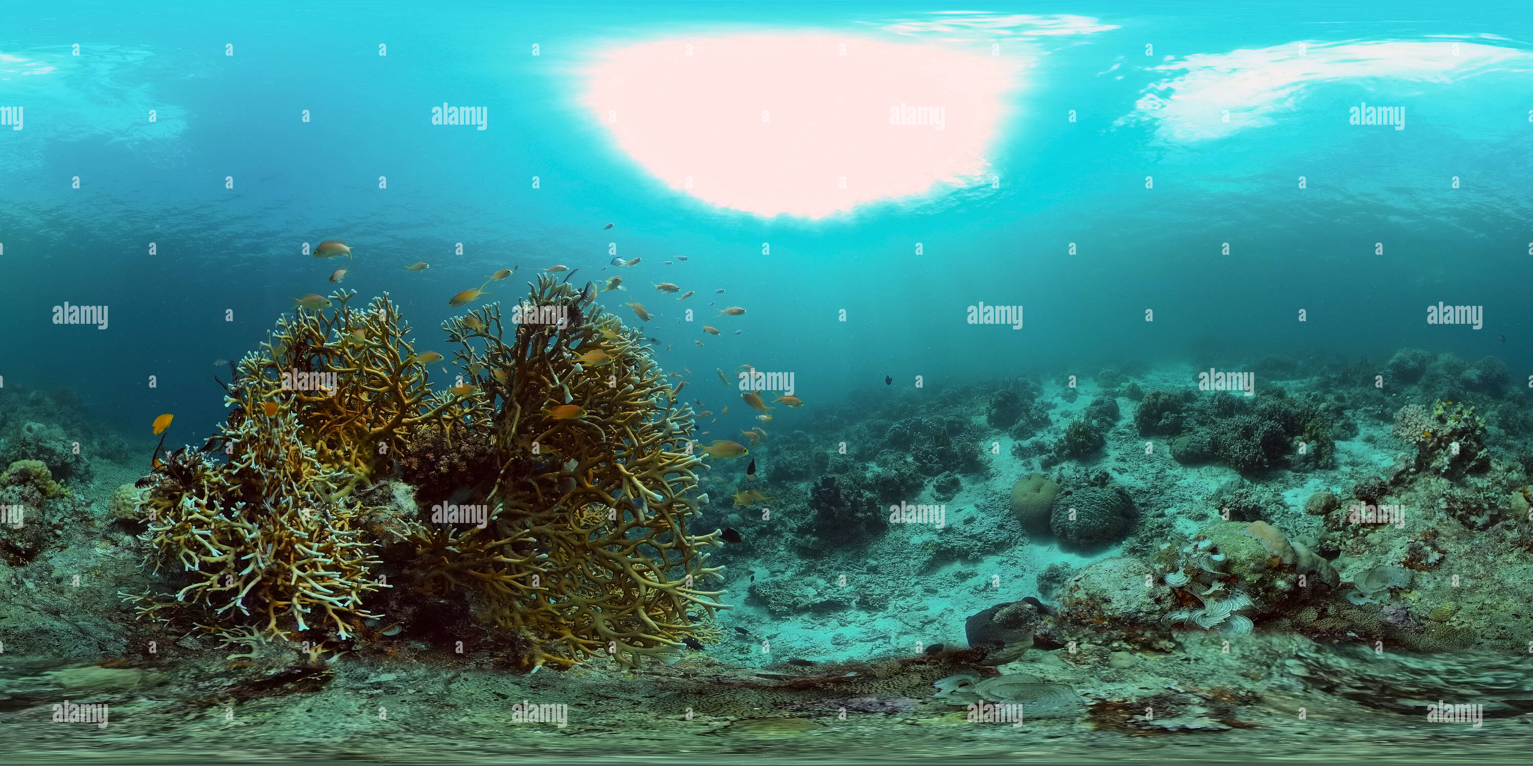 360° view of Underwater sea fish. Tropical fishes and coral reef ...
