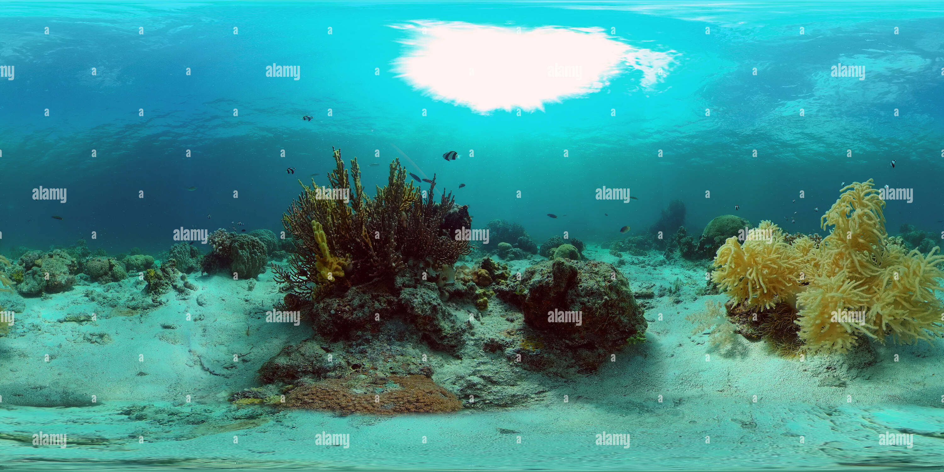 360° view of Underwater sea fish. Tropical fishes and coral reef ...