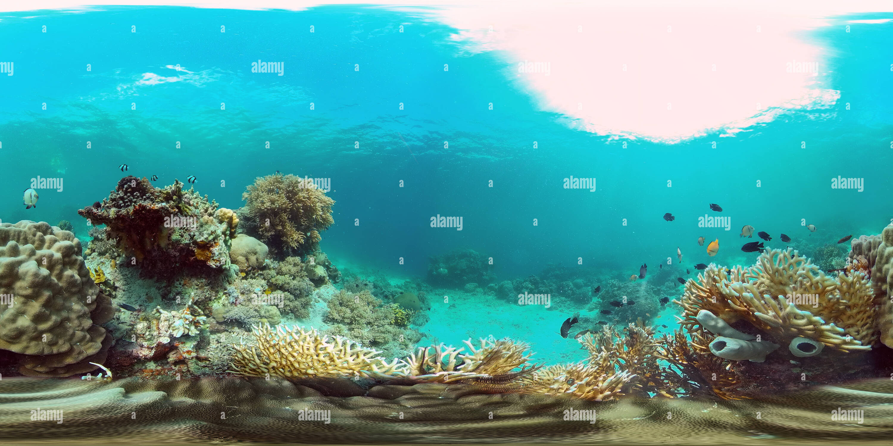 360° view of Underwater sea fish. Tropical fishes and coral reef ...