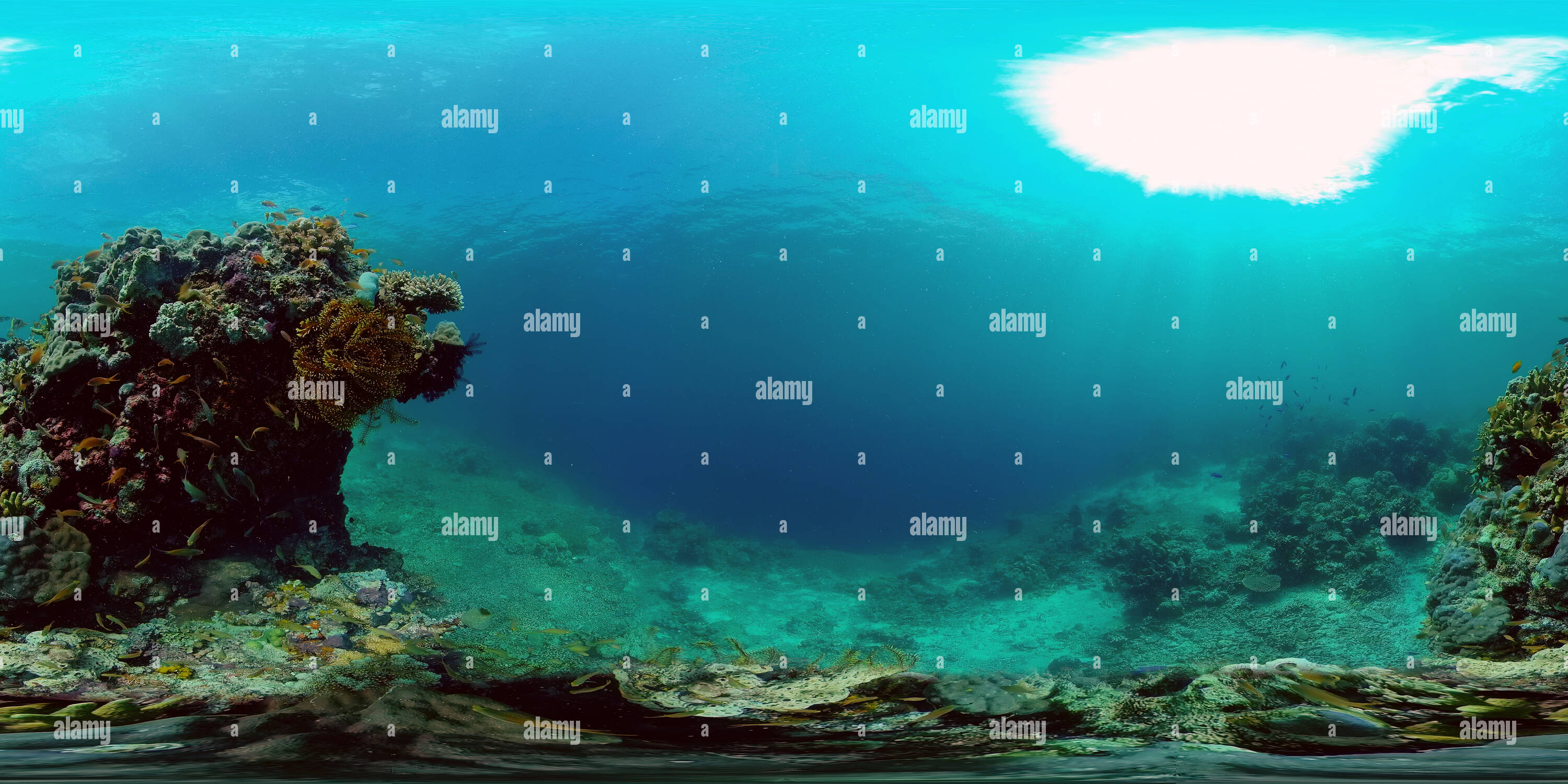 360° view of Underwater sea fish. Tropical fishes and coral reef ...