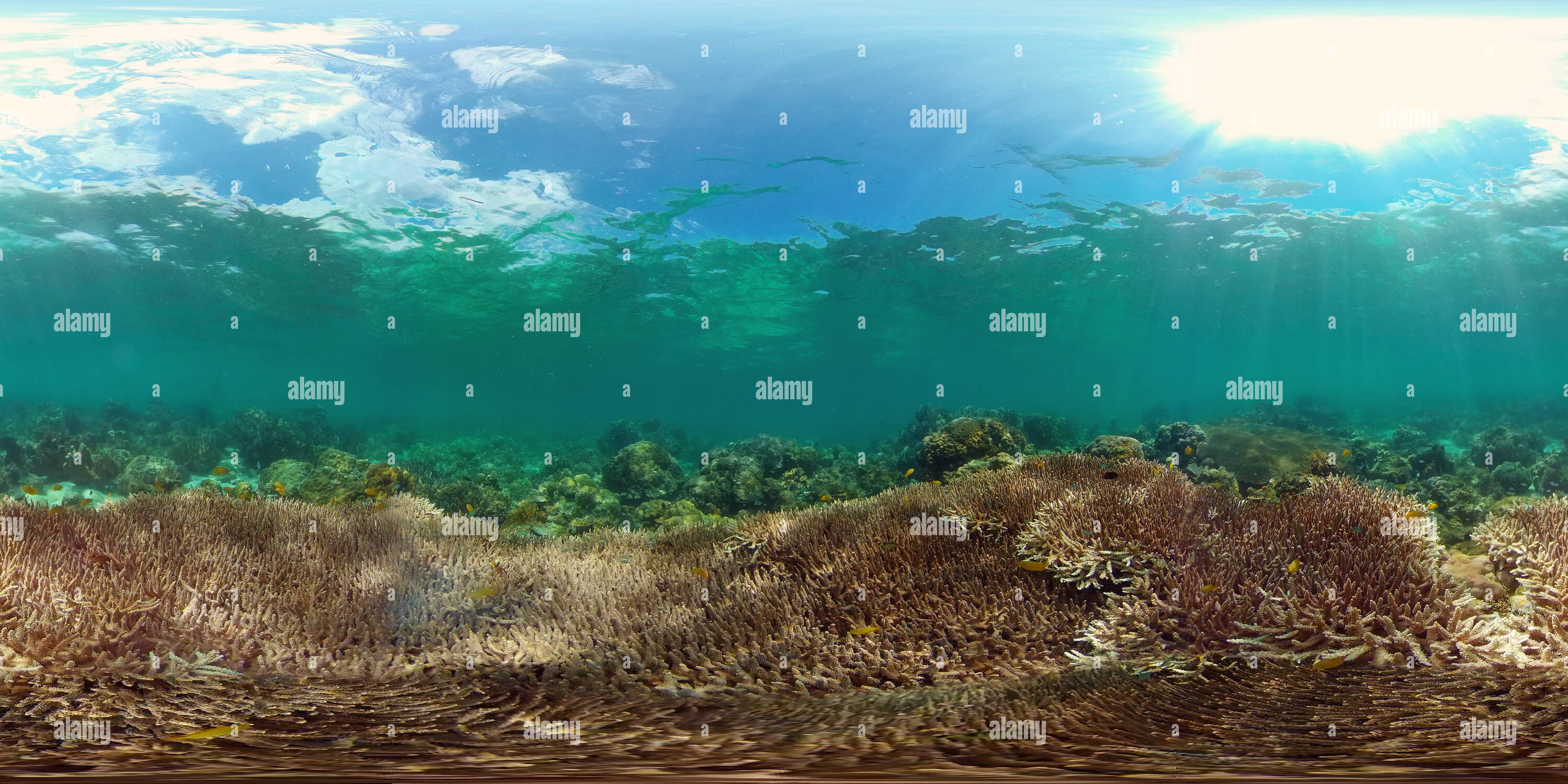 360° view of Underwater sea fish. Tropical fishes and coral reef ...