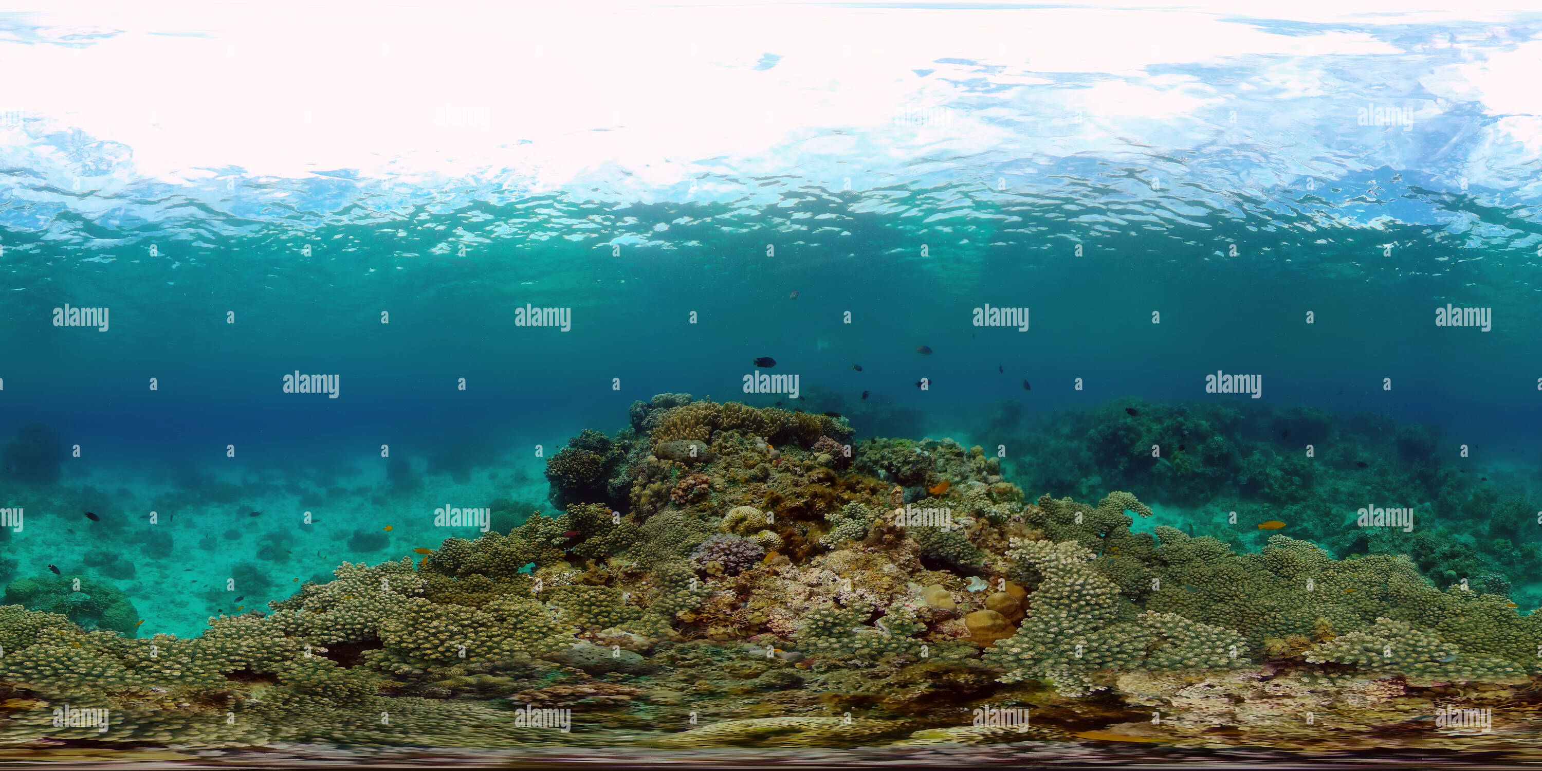 360° view of Underwater sea fish. Tropical fishes and coral reef ...
