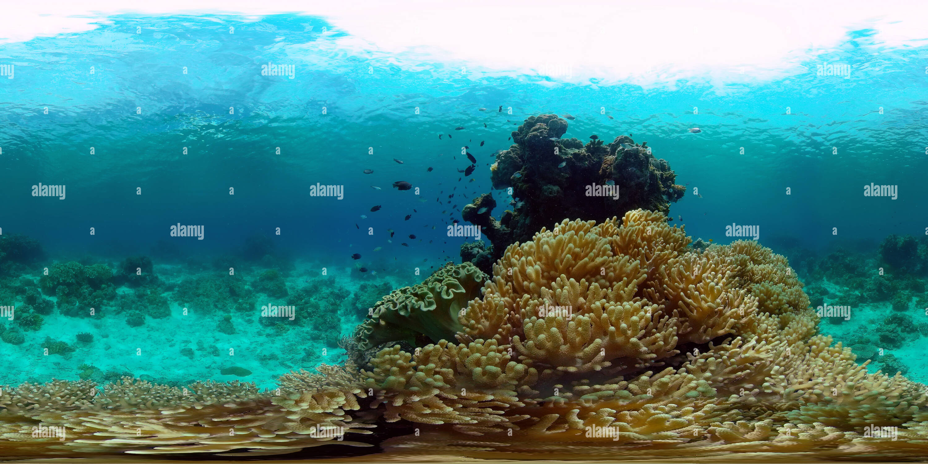 360° view of Underwater sea fish. Tropical fishes and coral reef ...