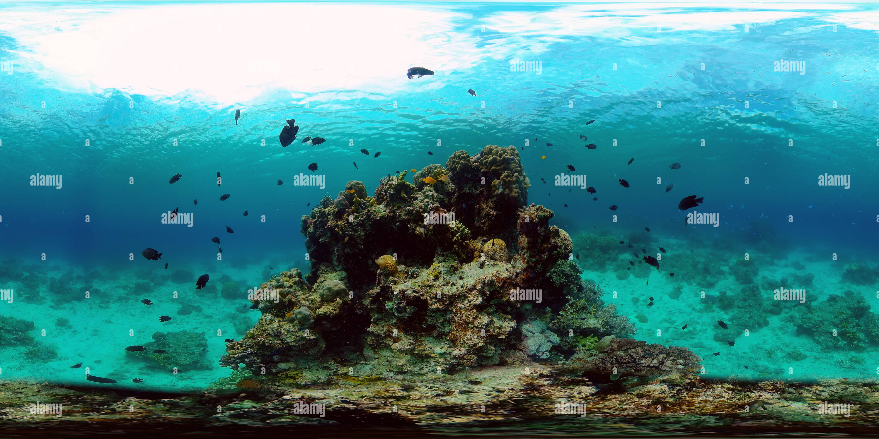 360° view of Tropical Fishes on Coral Reef, underwater scene - Alamy