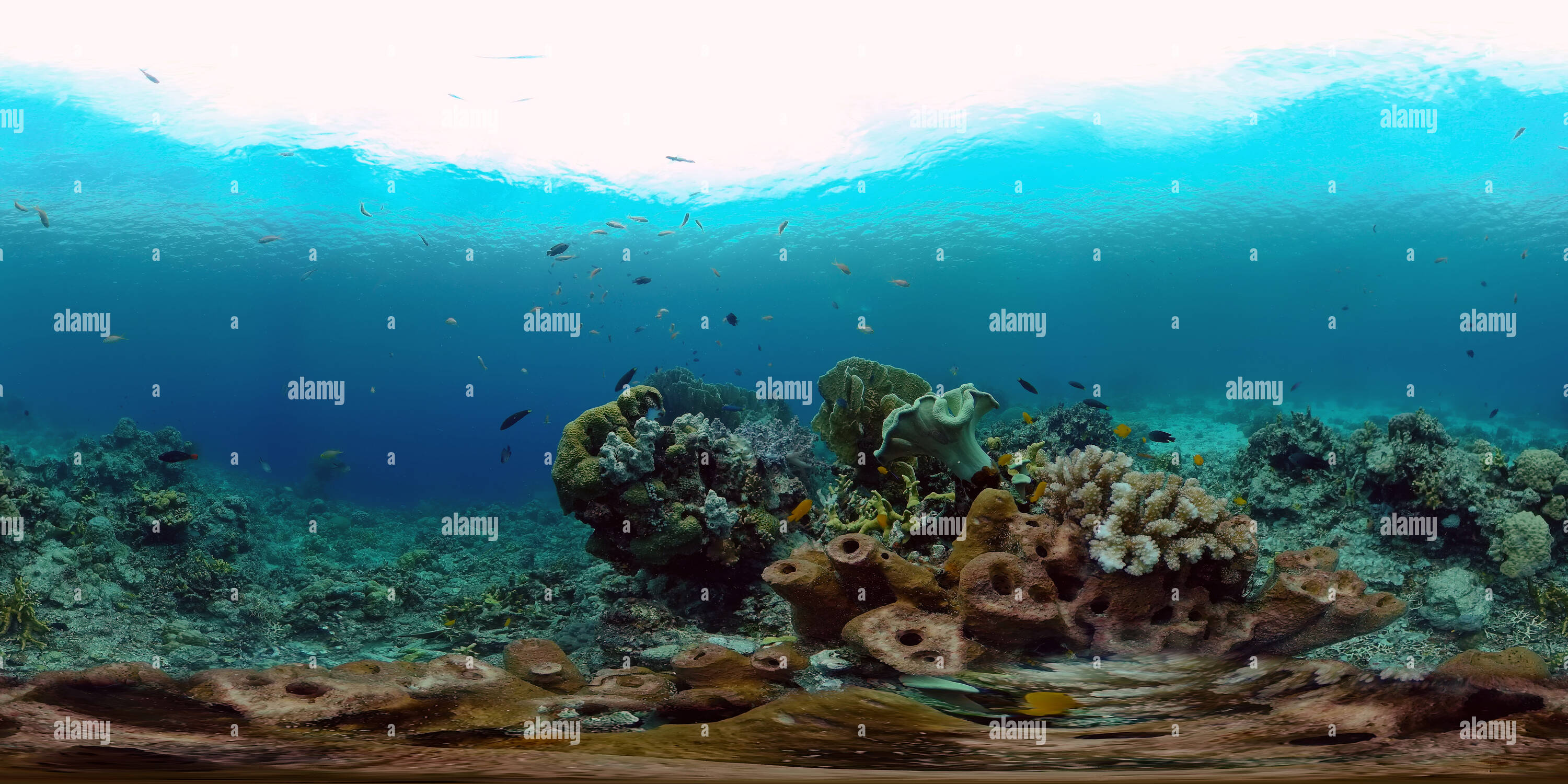 360° view of Tropical Fishes on Coral Reef, underwater scene - Alamy