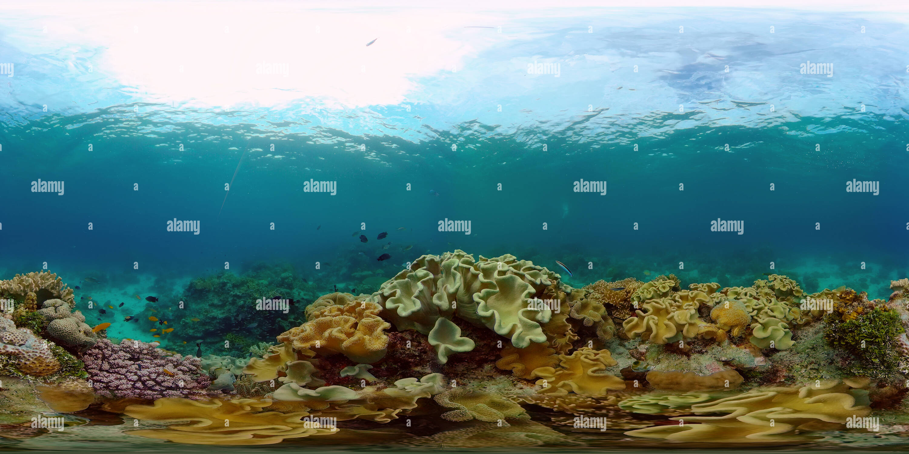 360° view of Tropical coral reef and fishes underwater - Alamy