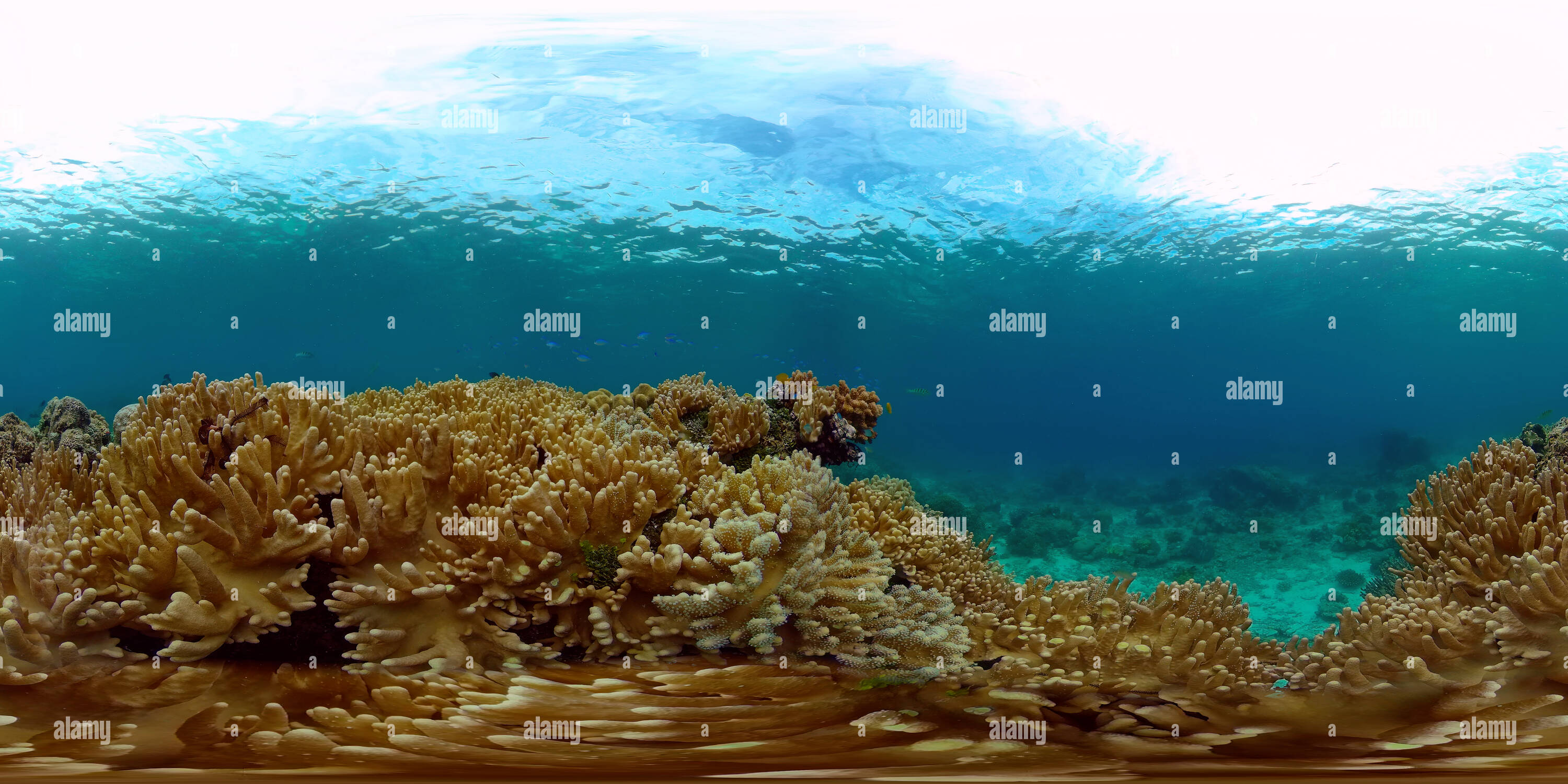 360° view of Tropical coral reef and fishes underwater - Alamy