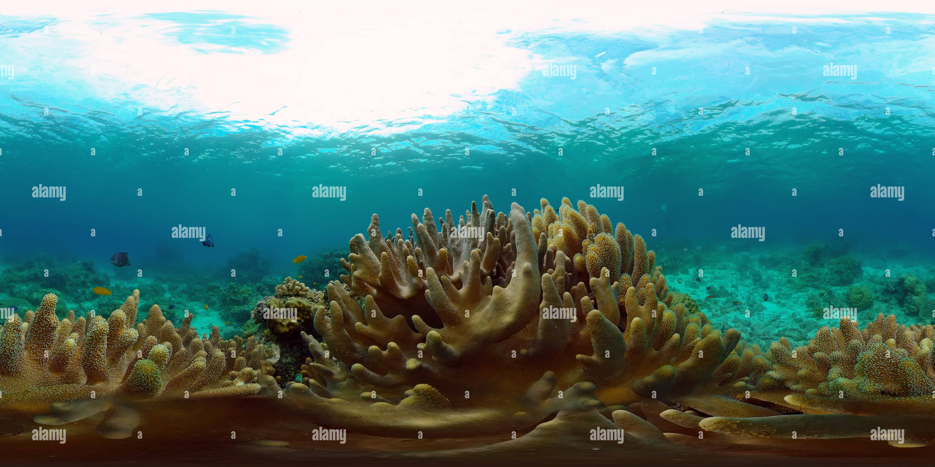 360° view of Tropical coral reef seascape with fishes, hard and soft ...