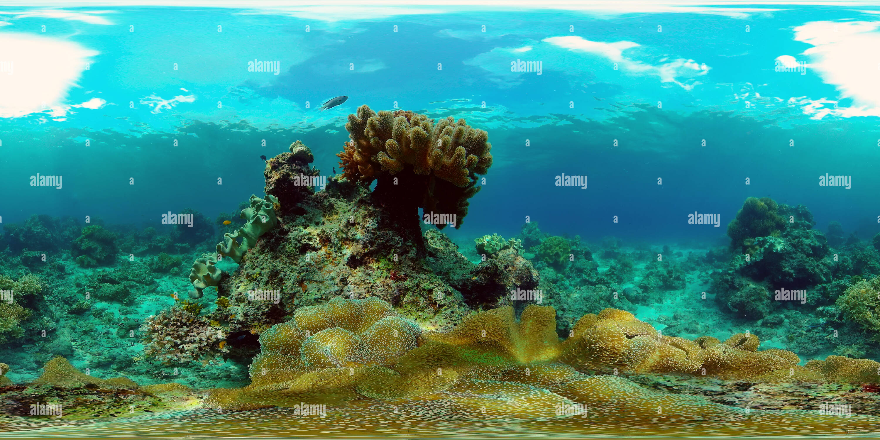 360° view of Tropical coral reef and fishes underwater. Hard and soft ...