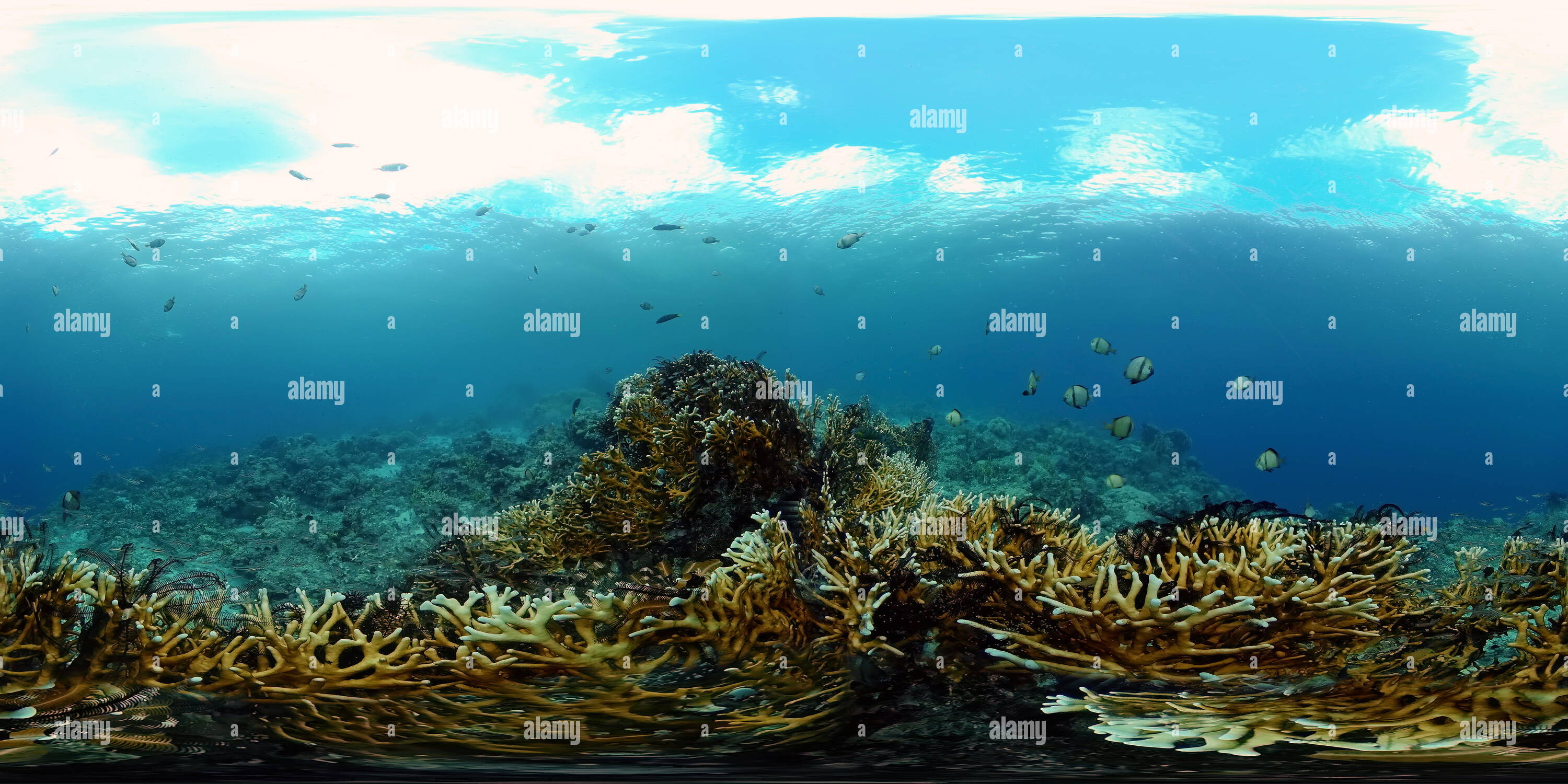 360° view of Tropical coral reef and fishes underwater. Hard and soft ...
