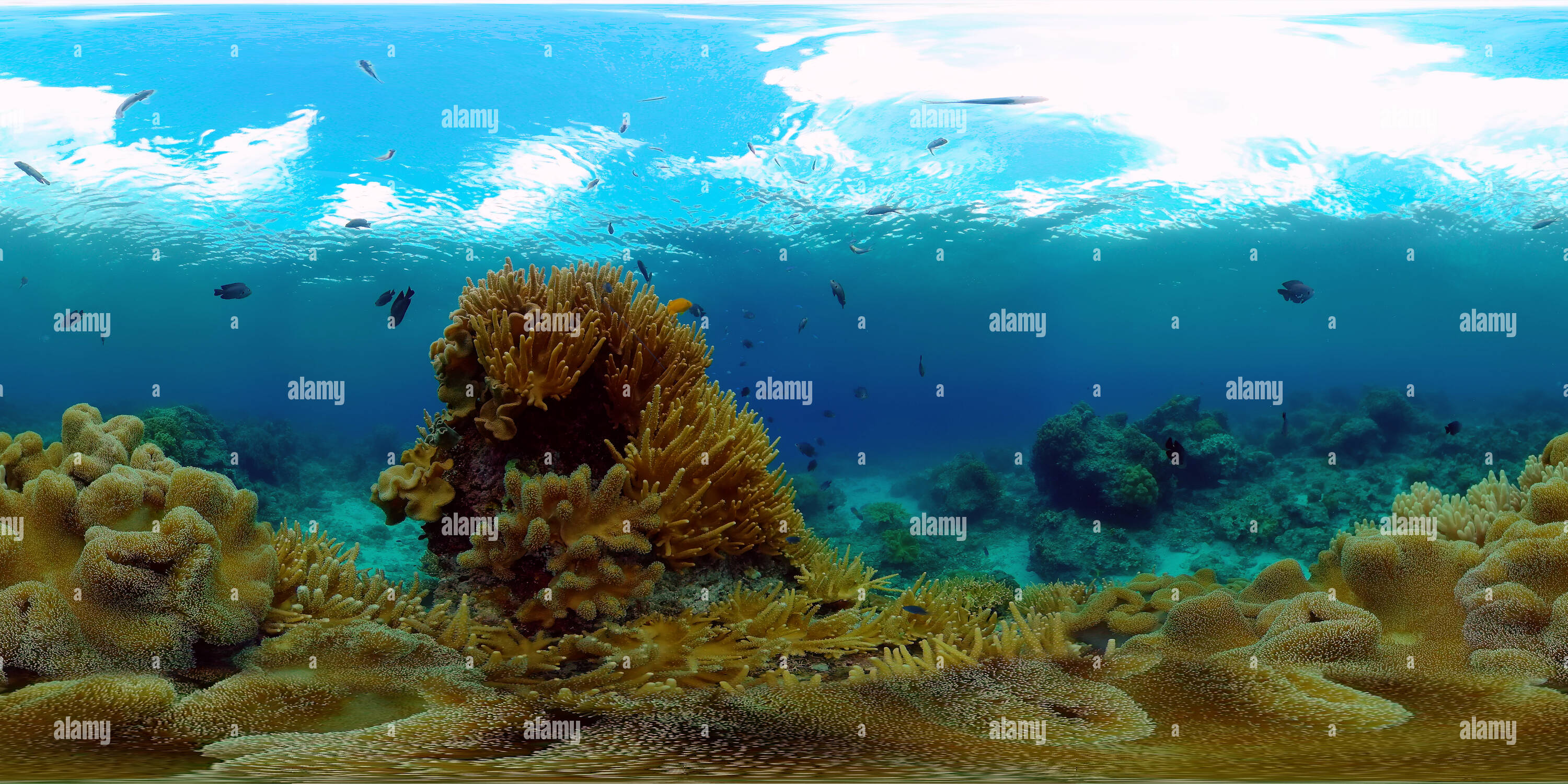 360° view of Tropical coral reef and fishes underwater. Hard and soft ...