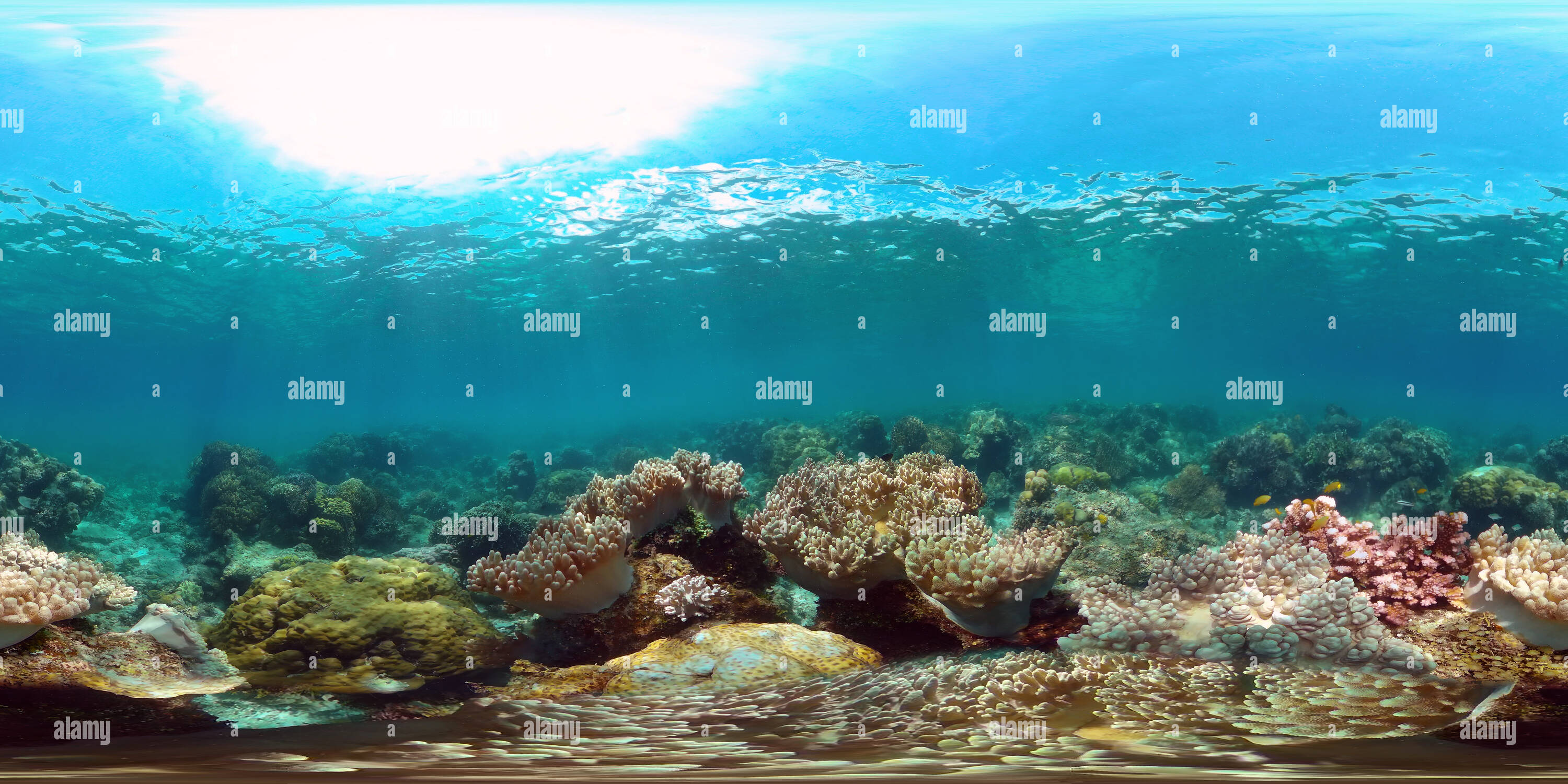 360° view of Tropical coral reef and fishes underwater. Hard and soft ...