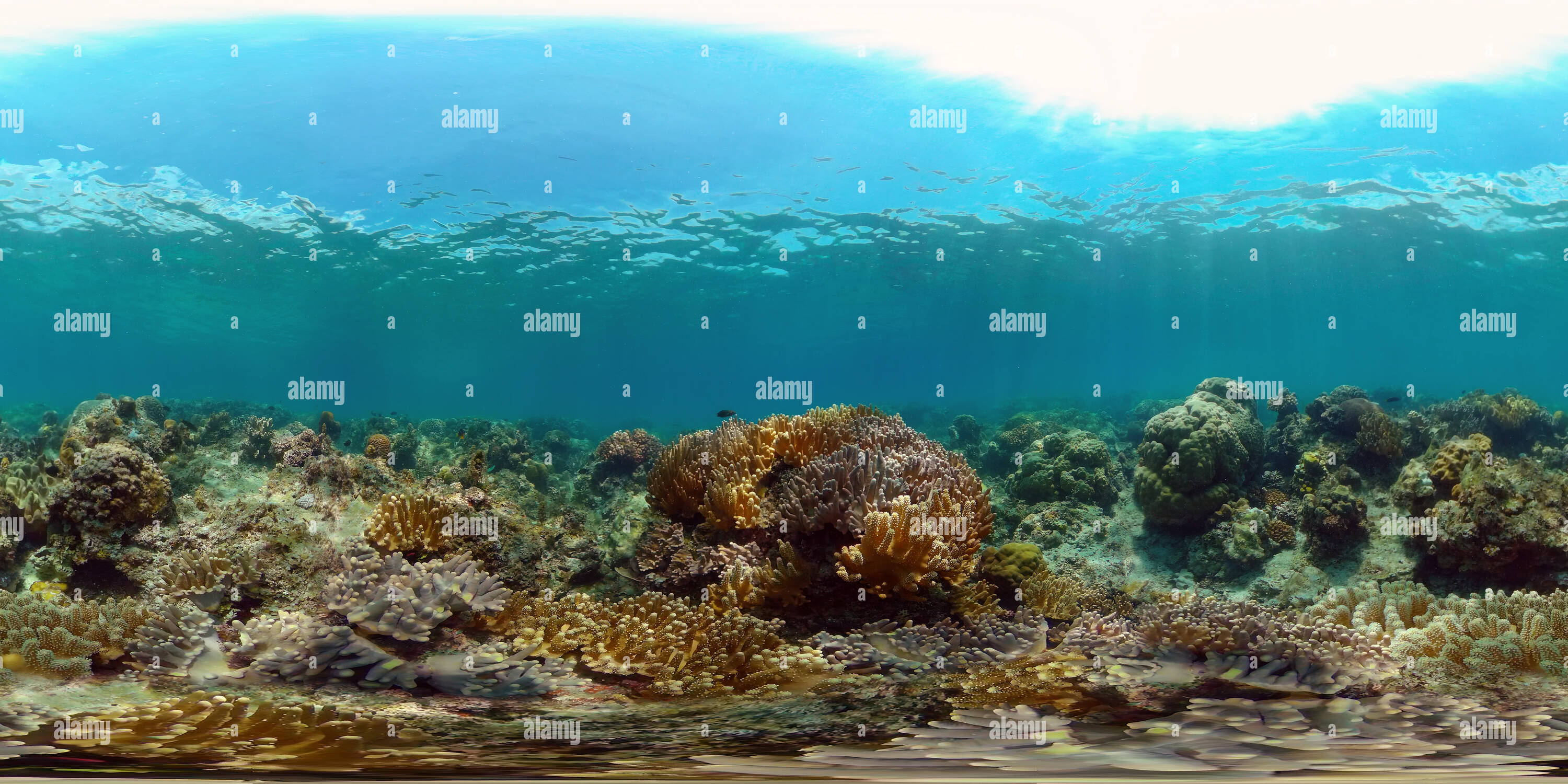 360° view of Tropical coral reef and fishes underwater. Hard and soft ...