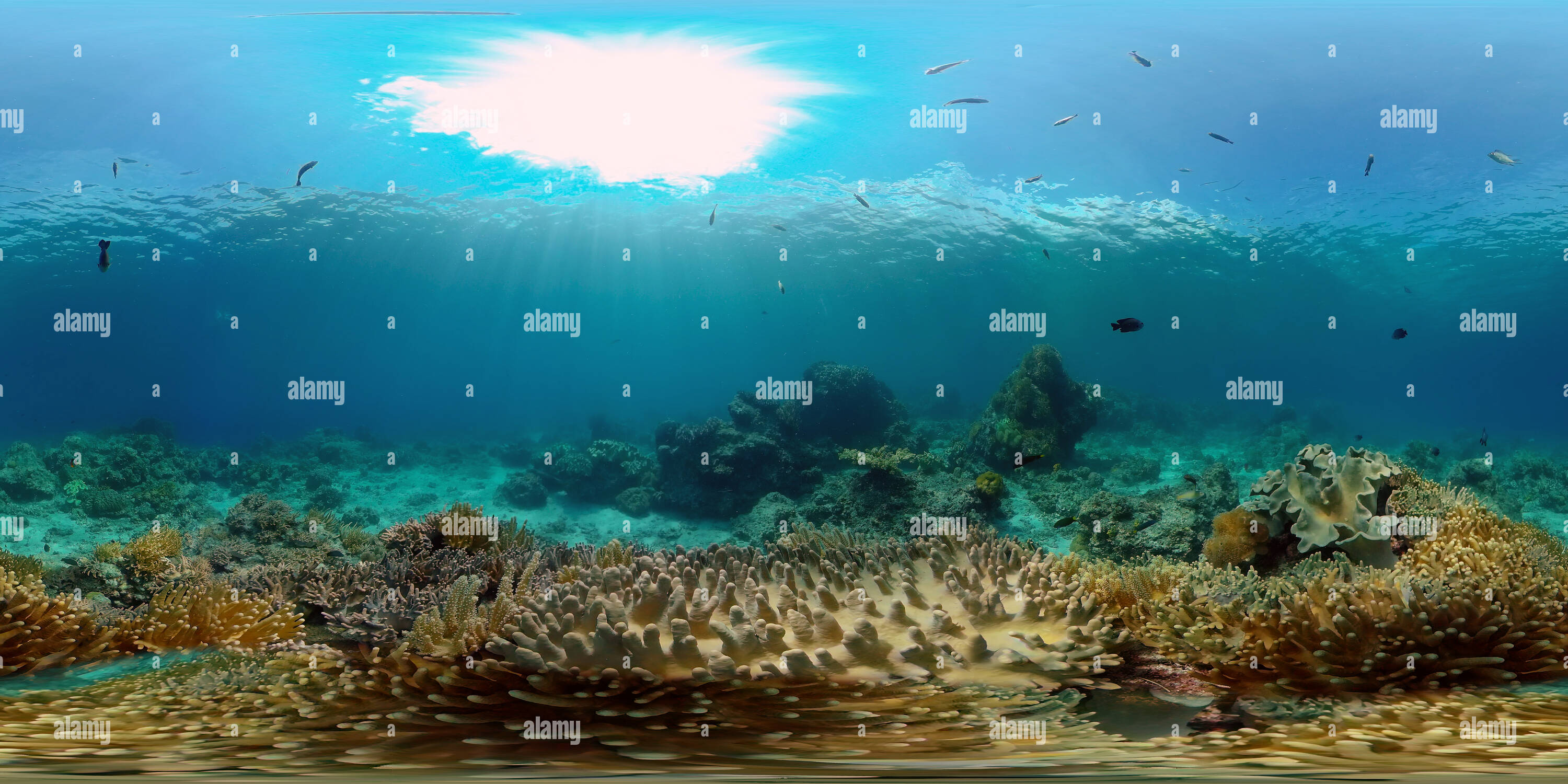 360° view of Tropical underwater sea fish. Philippines - Alamy