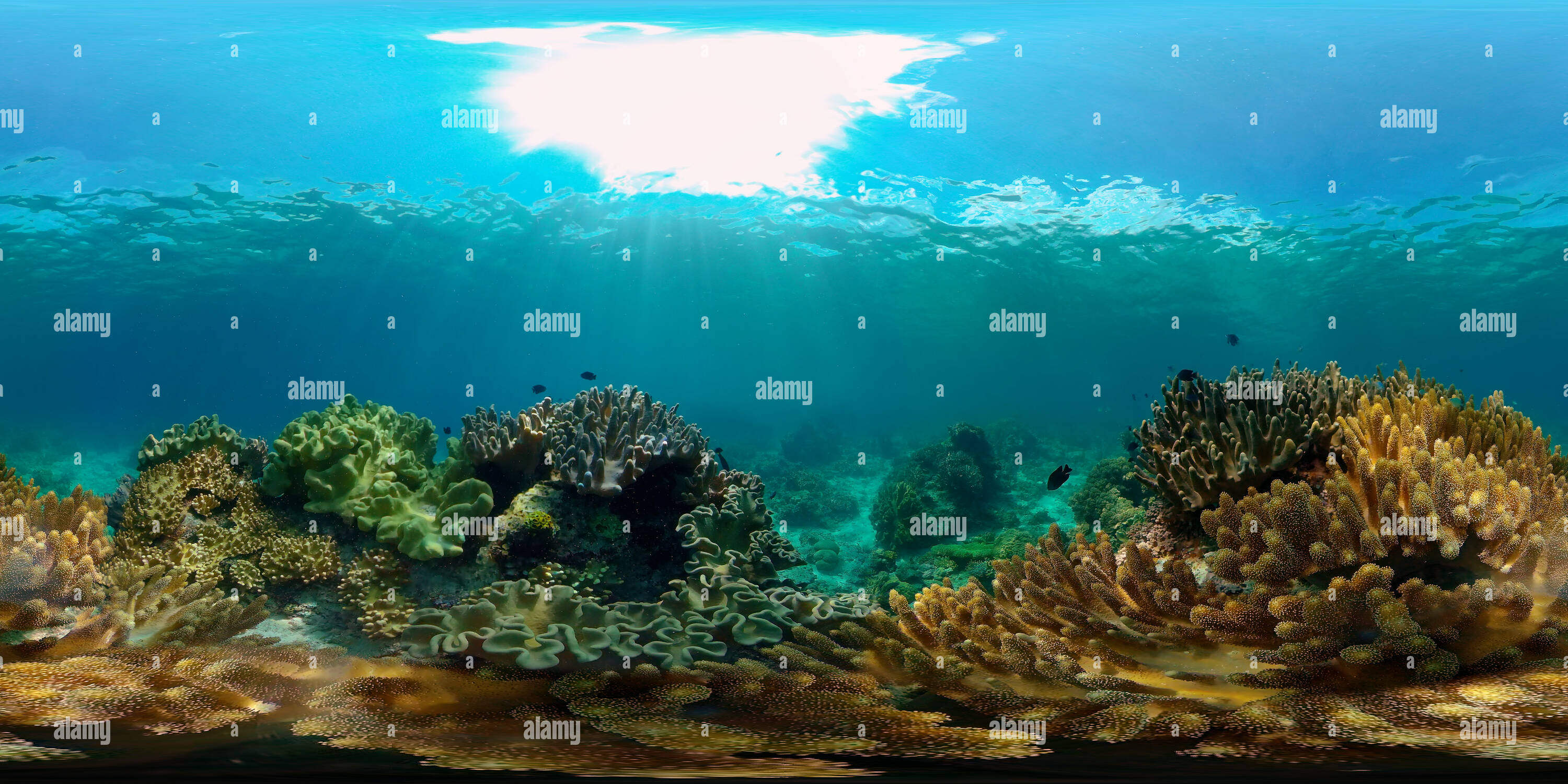 360° view of Tropical underwater sea fish. Philippines - Alamy