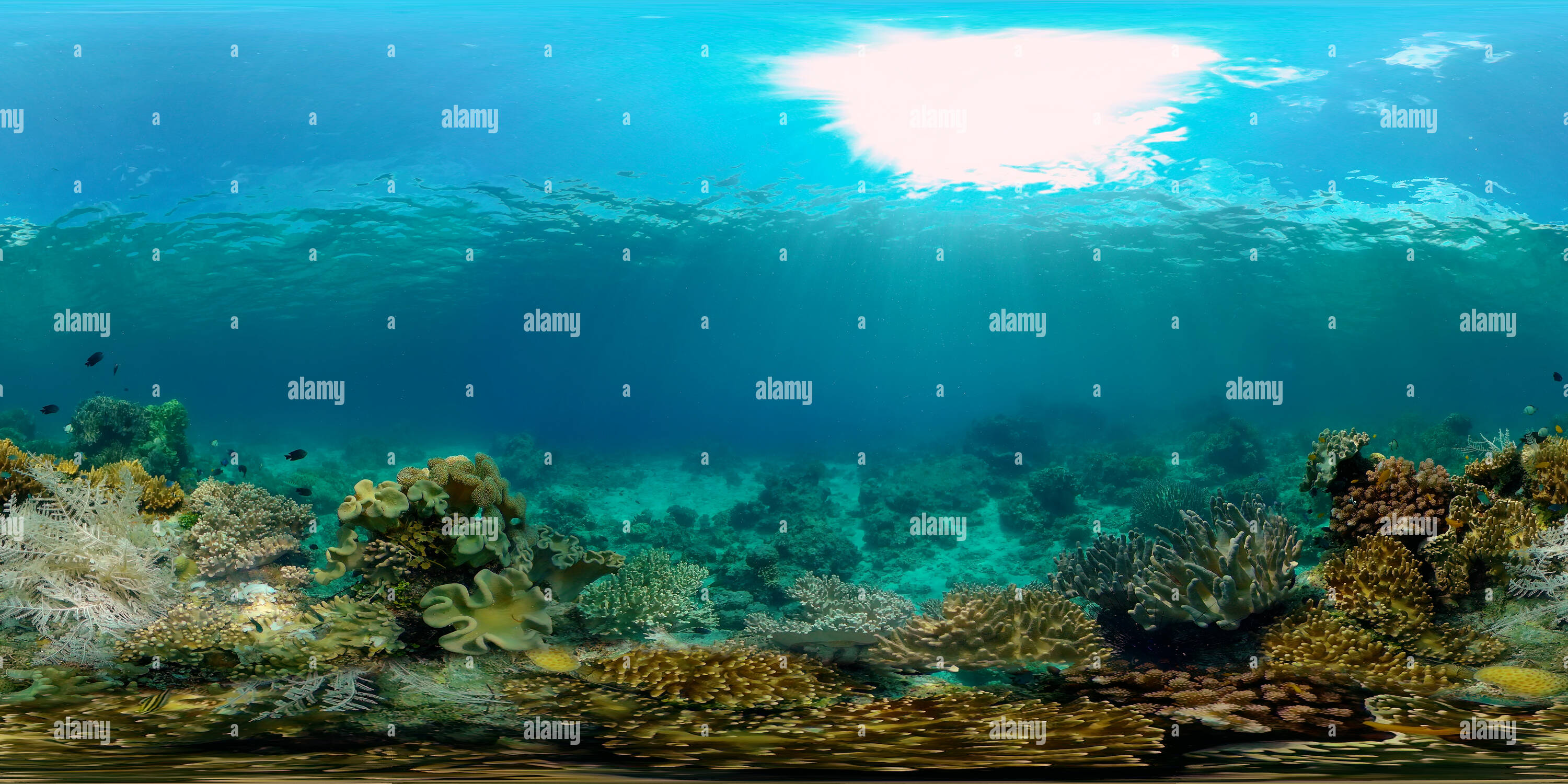 360° view of Tropical underwater sea fish. Philippines - Alamy