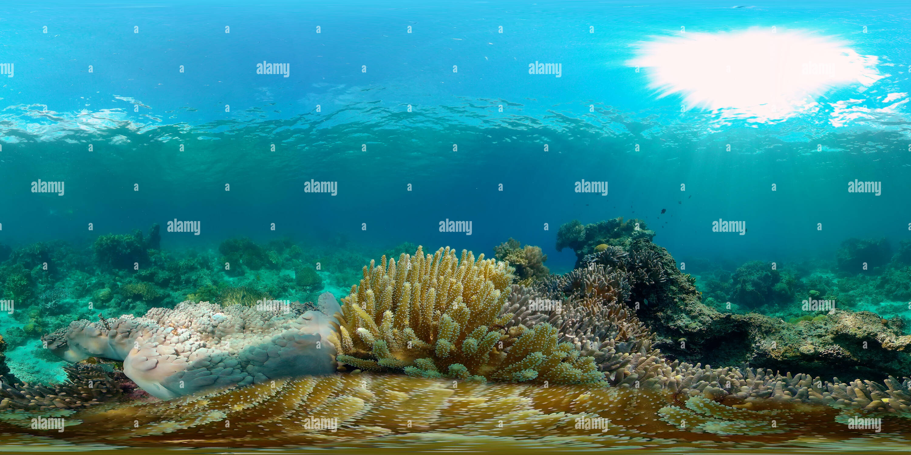 360° view of Tropical underwater sea fish. Philippines - Alamy
