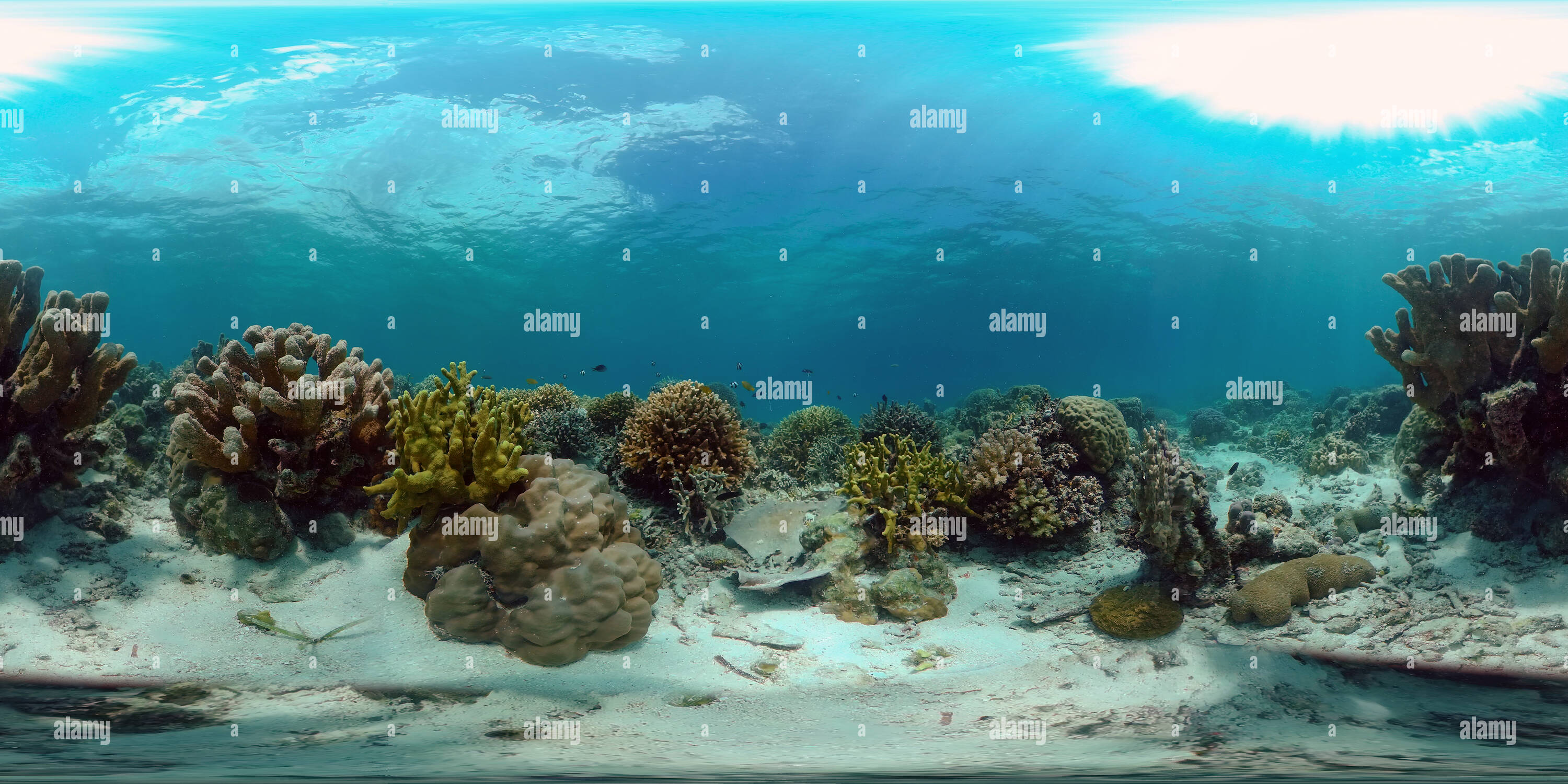 360° view of Beautiful colorful tropical fish on the lively coral reefs ...