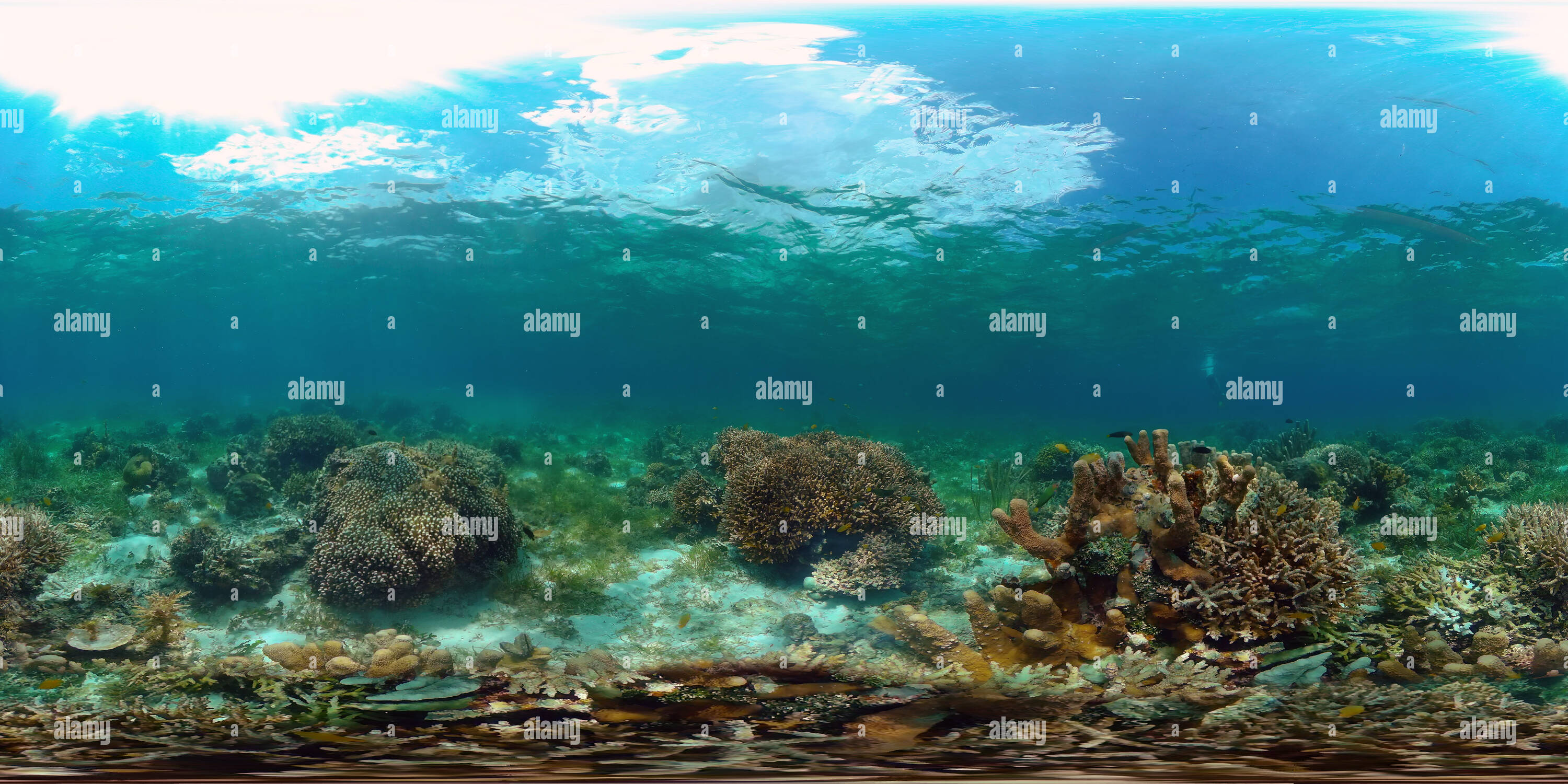 360° view of Beautiful colorful tropical fish on the lively coral reefs ...