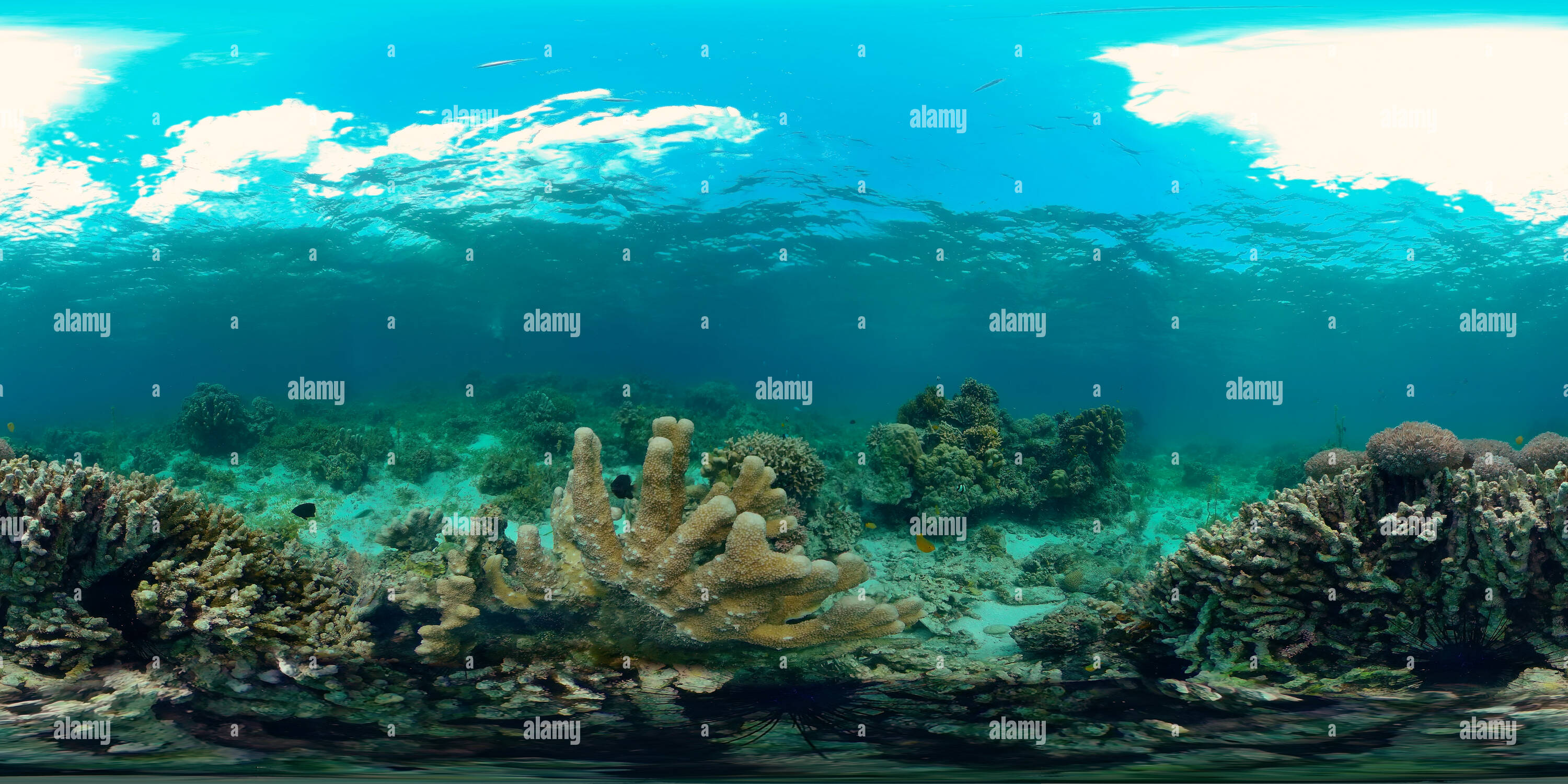 360° view of Beautiful colorful tropical fish on the lively coral reefs ...