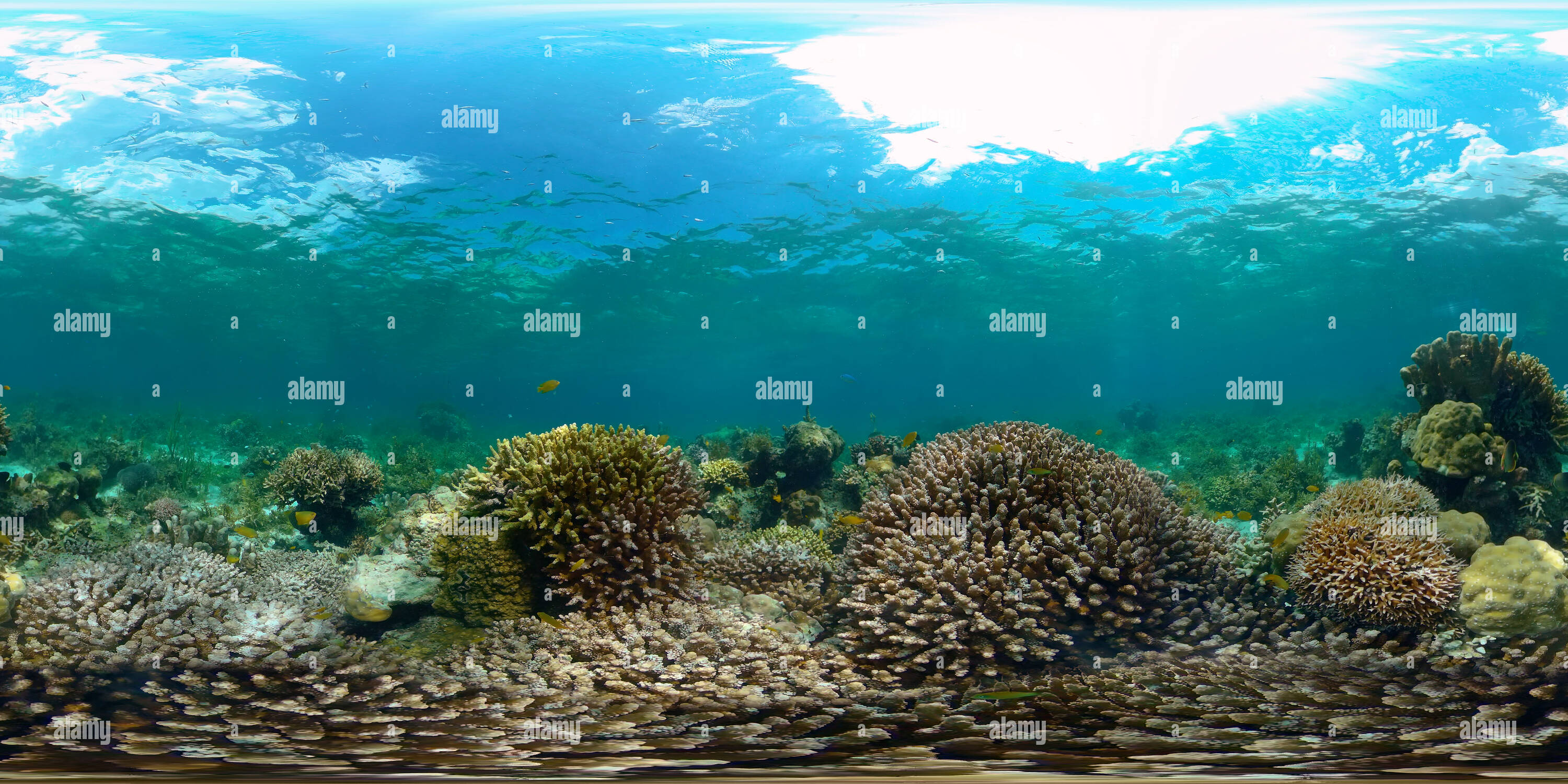 360° view of Beautiful colorful tropical fish on the lively coral reefs ...