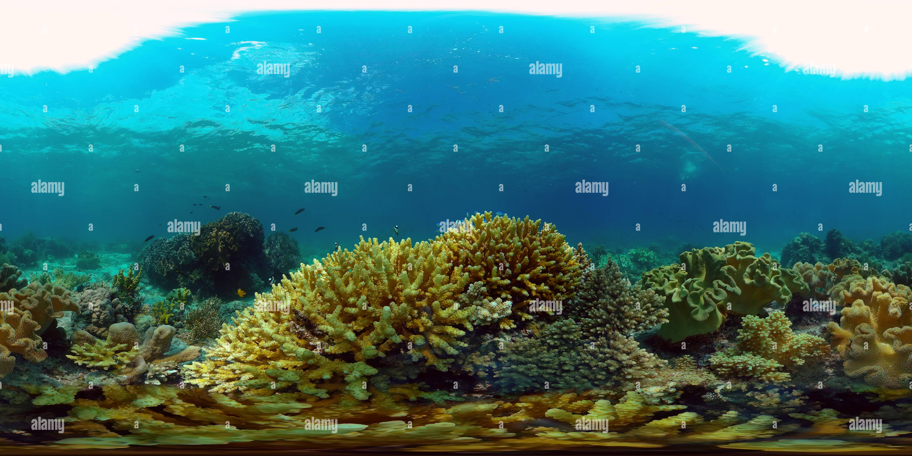 360° view of Tropical underwater sea fish - Alamy