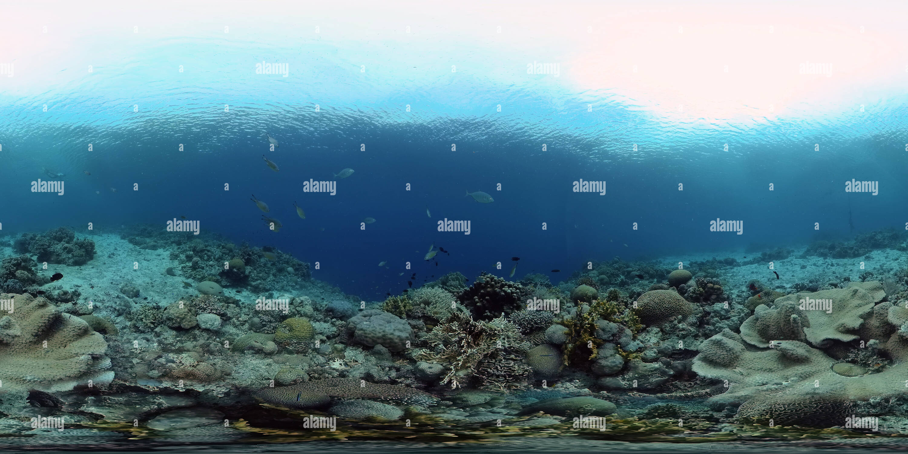 360° view of Tropical Fishes on Coral Reef, underwater scene - Alamy