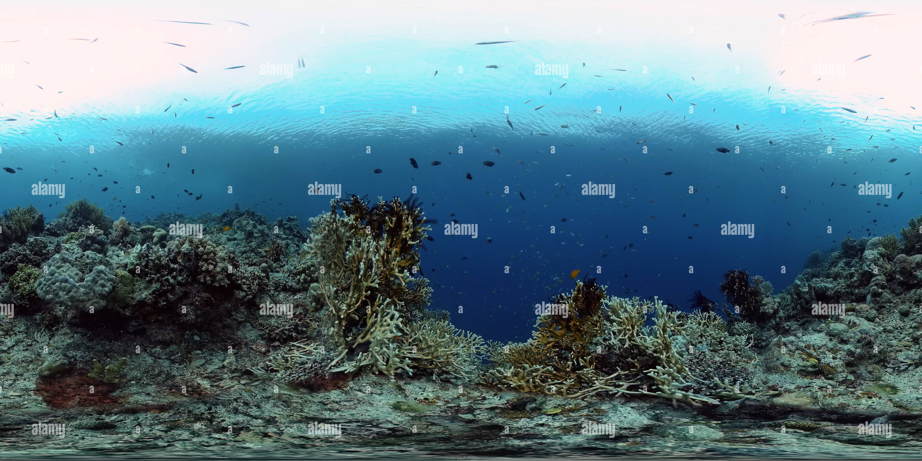360° view of Tropical Fishes on Coral Reef, underwater scene - Alamy