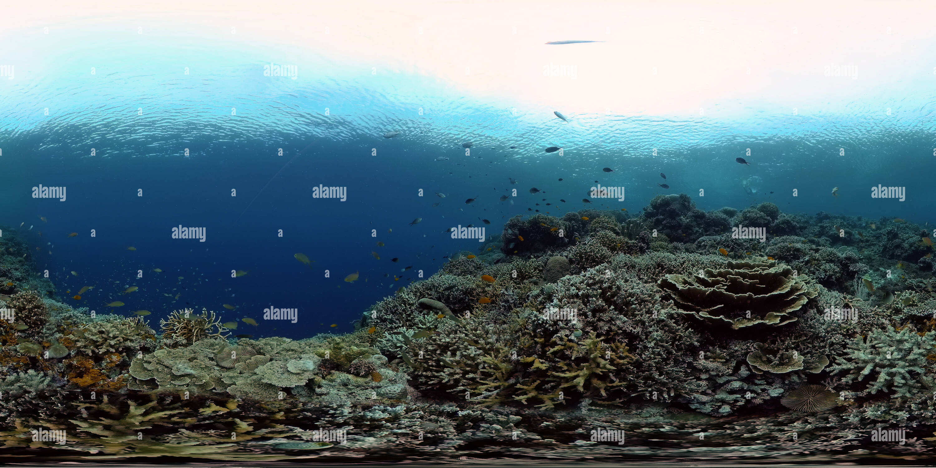 360° view of Underwater fish reef marine. Tropical colourful underwater ...