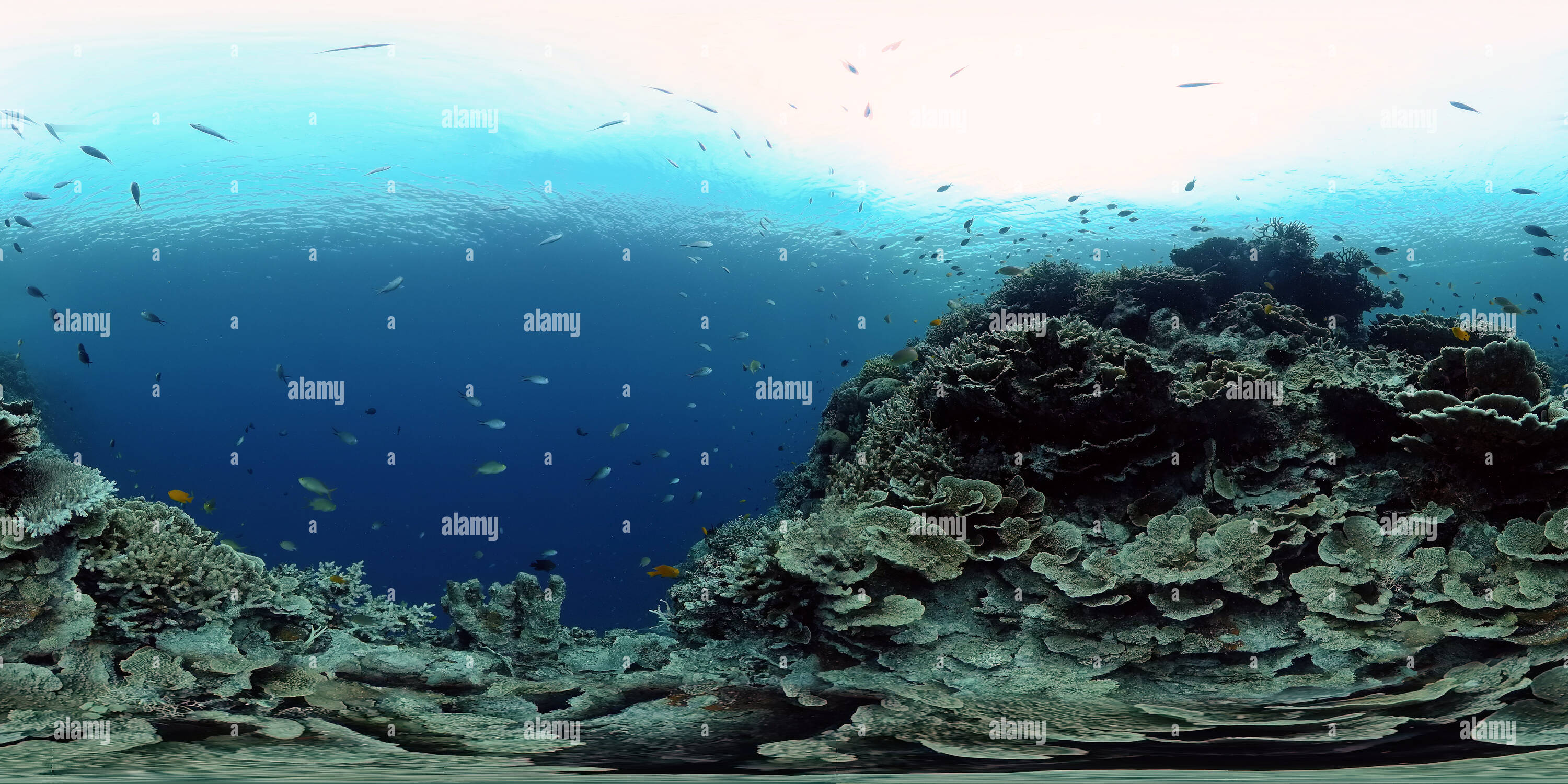 360° view of Underwater fish reef marine. Tropical colourful underwater ...