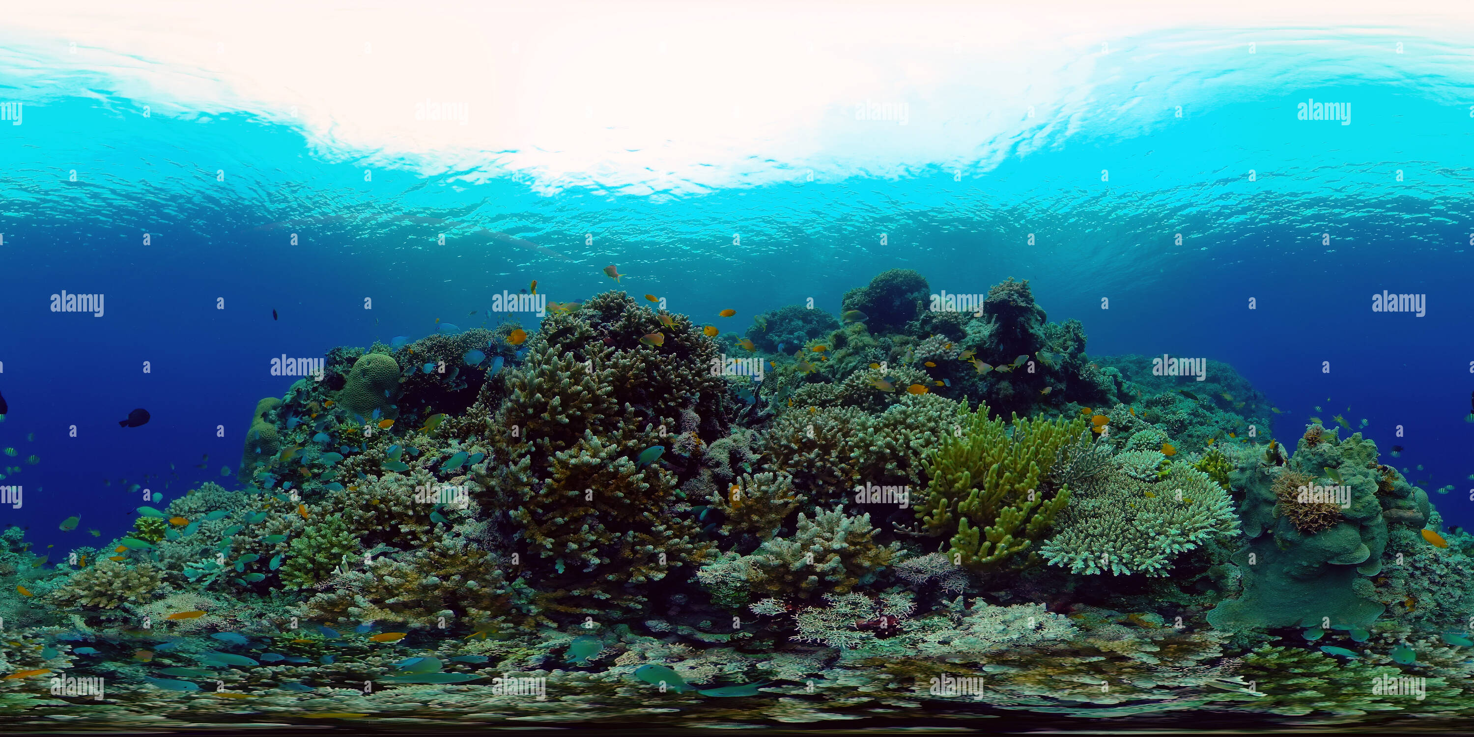 360° view of Underwater fish reef marine. Tropical colourful underwater ...