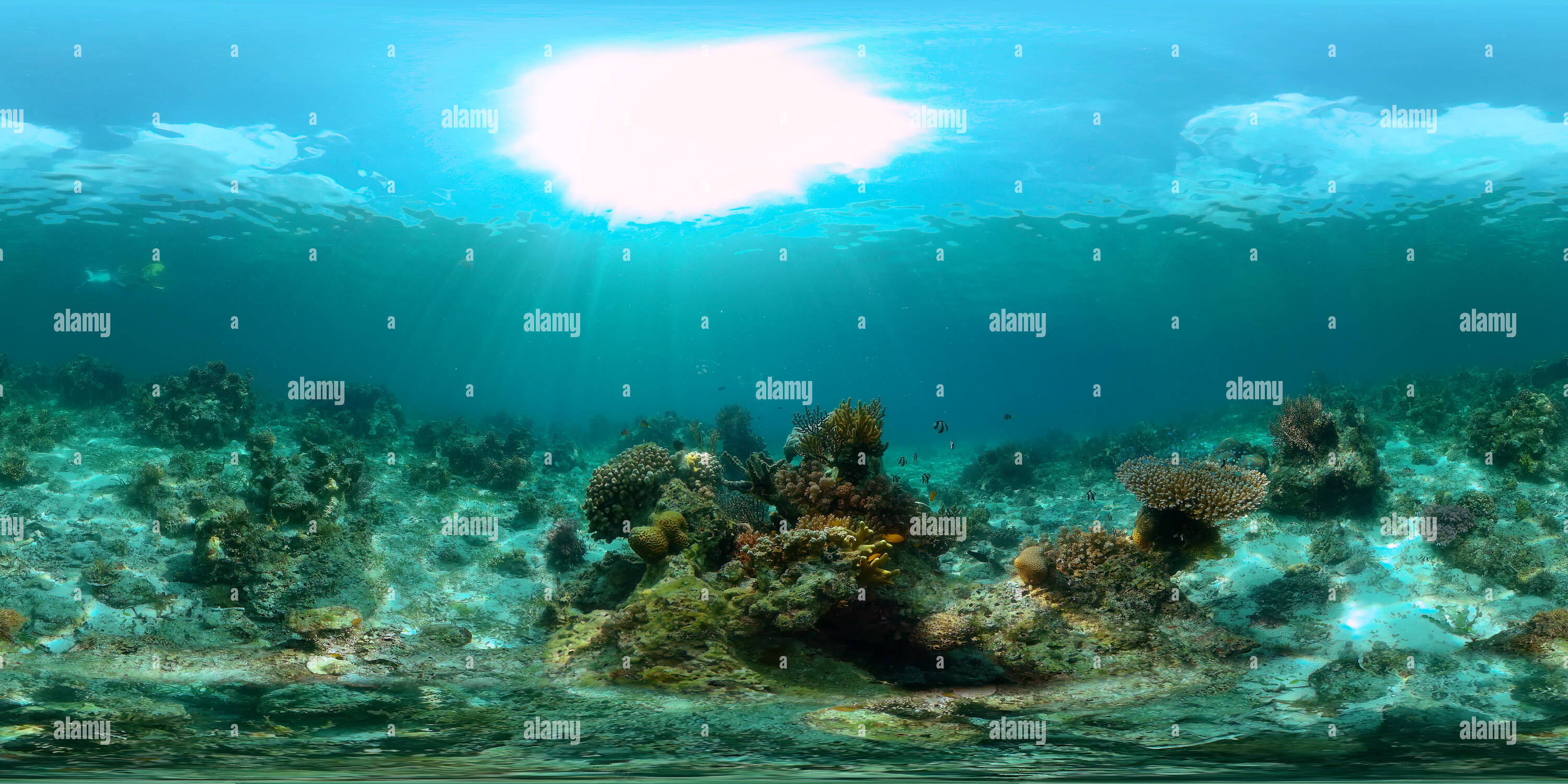 360° view of Coral reef underwater with fishes and marine life - Alamy