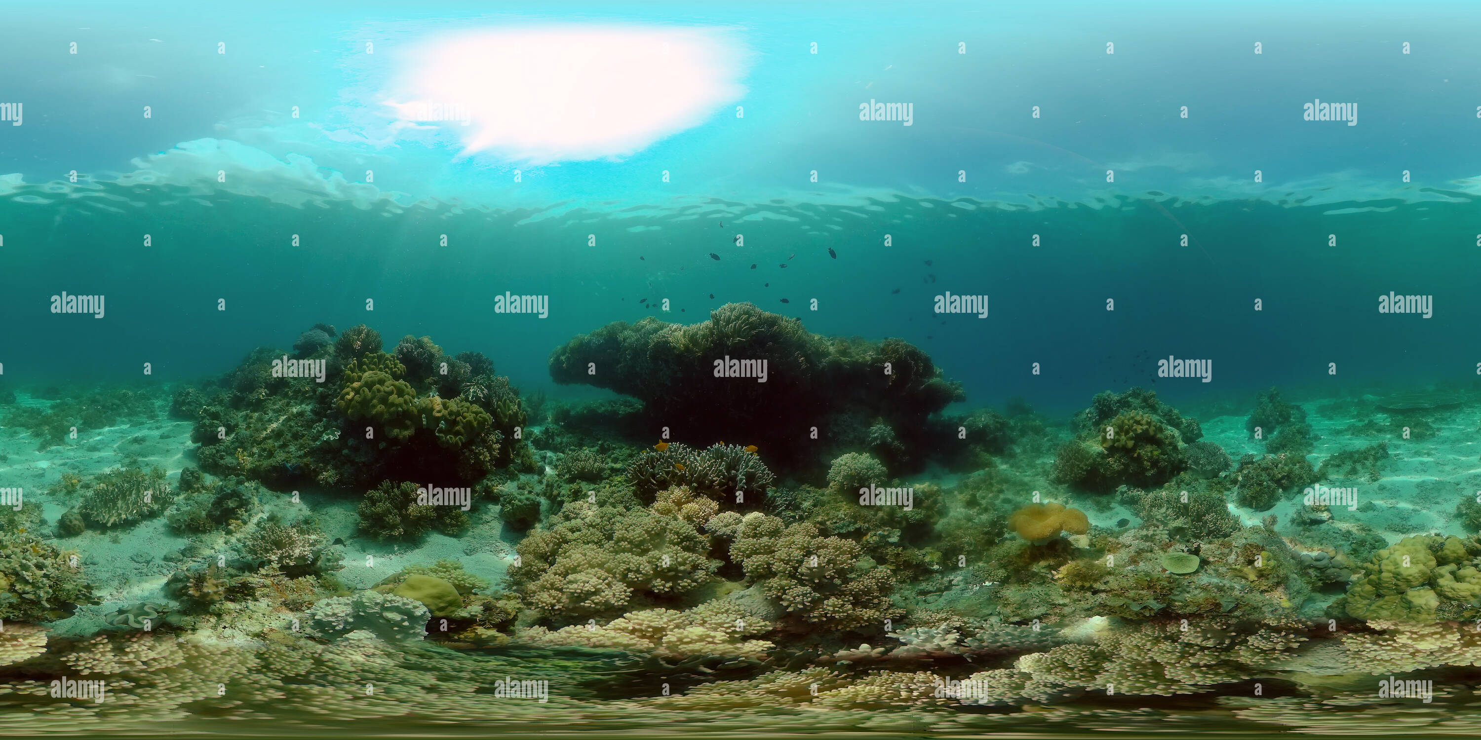 360° view of Underwater fishes and corals - Alamy