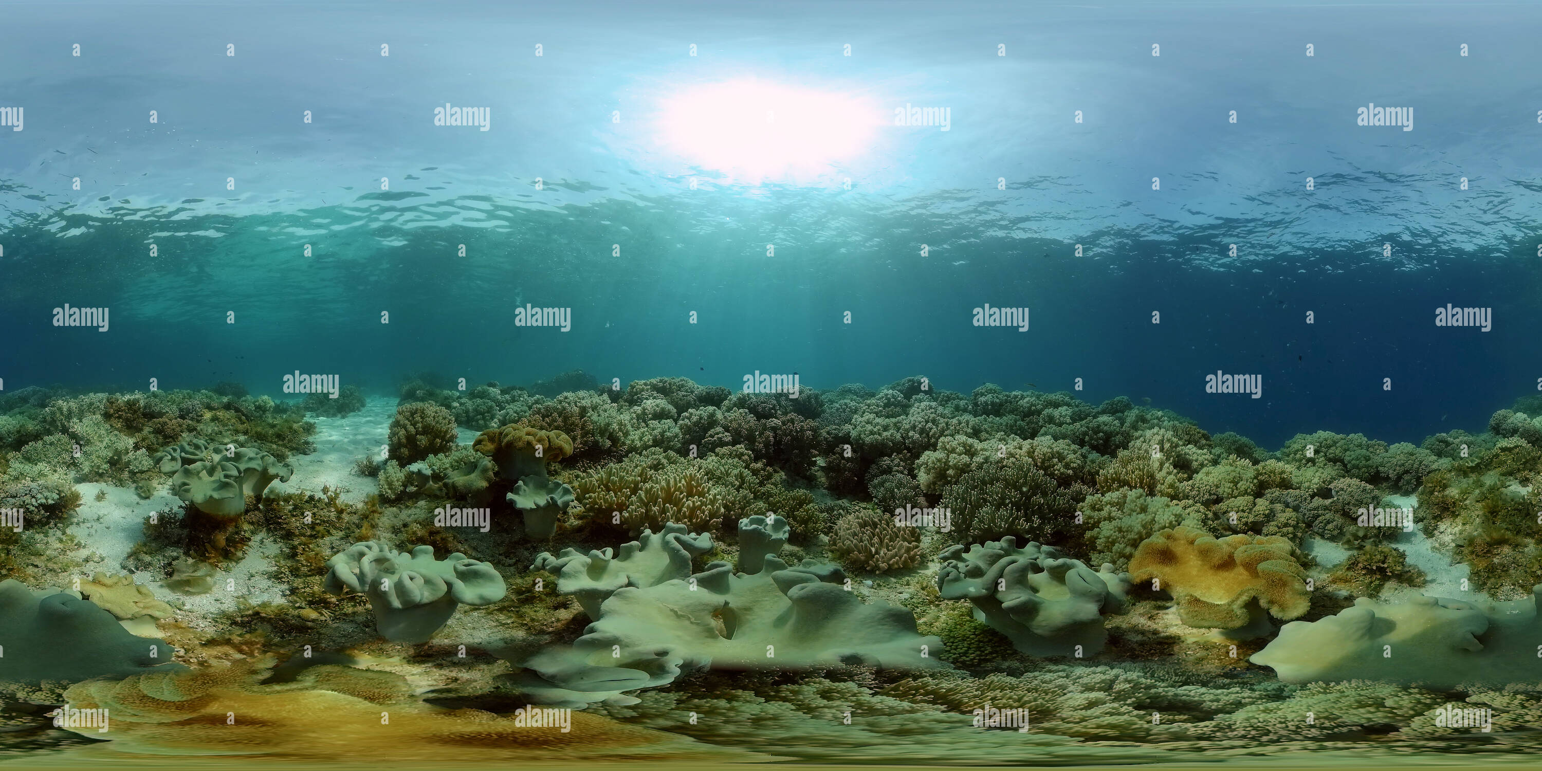 360° view of Underwater world with corals and tropical fishes - Alamy