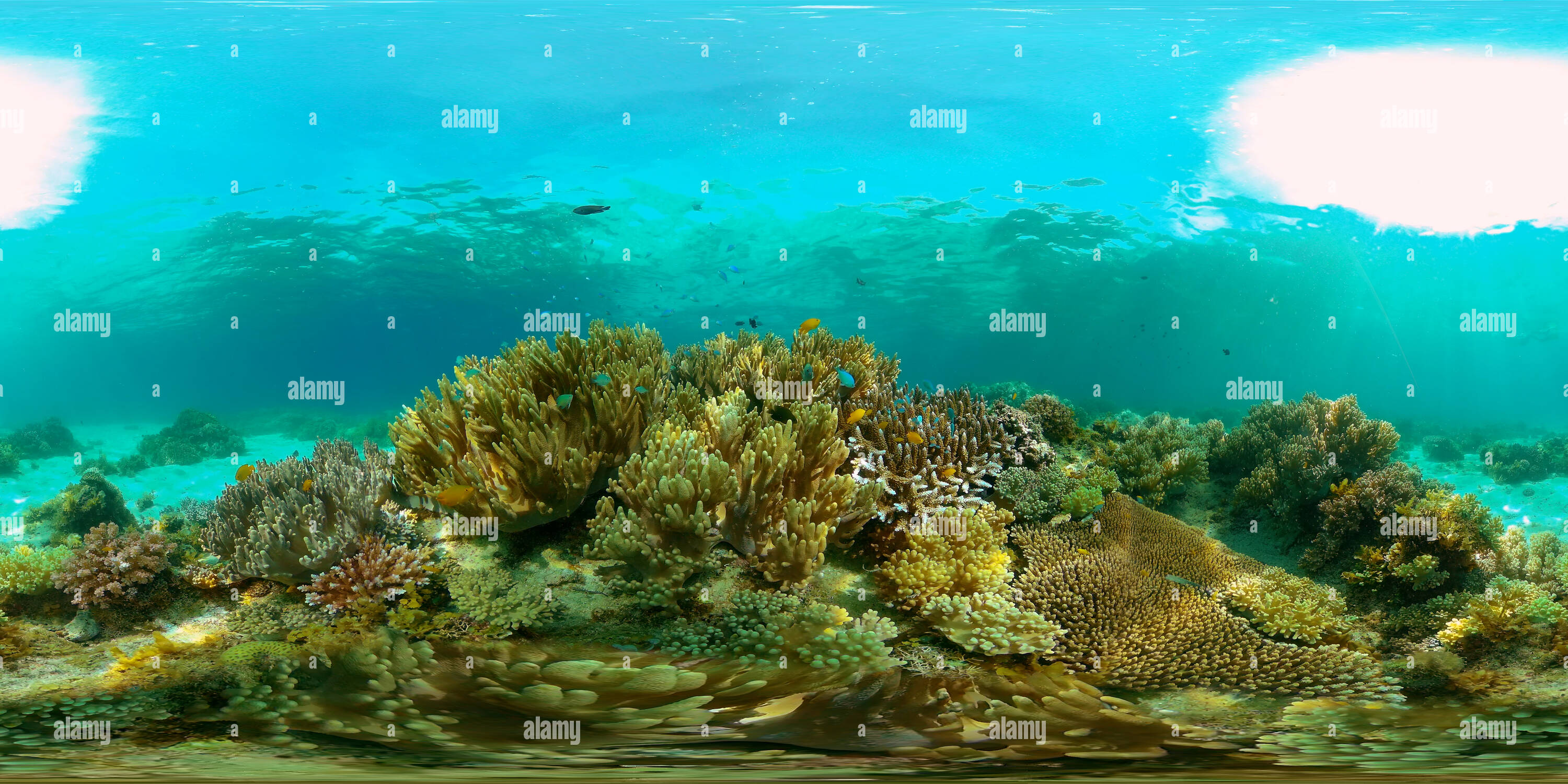 360° view of Underwater world with corals and tropical fishes - Alamy