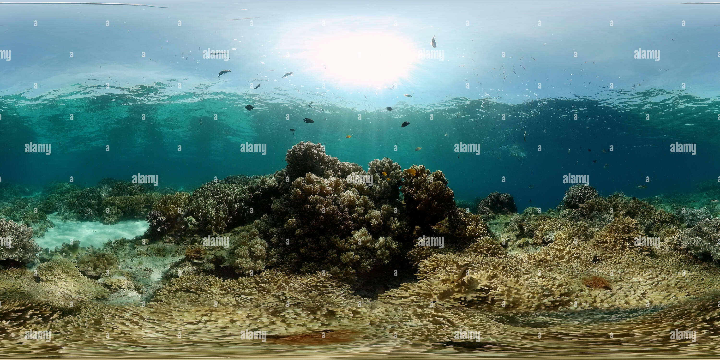 360° view of Coral reef underwater with fishes and marine life - Alamy