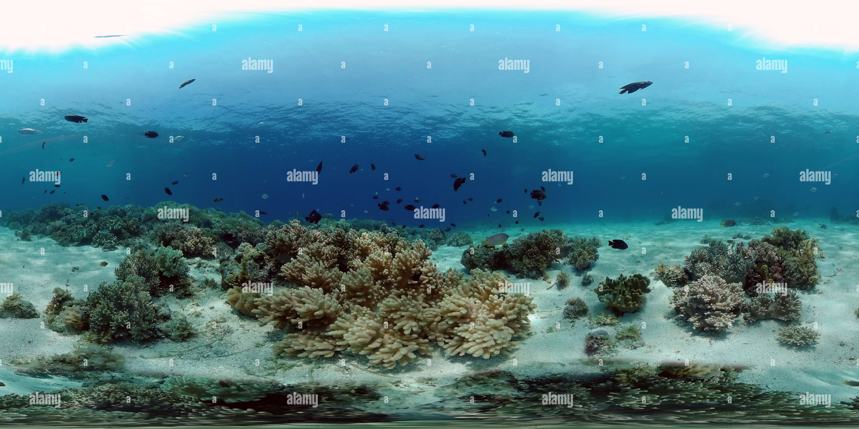 360° view of Tropical fishes and coral reef underwater - Alamy