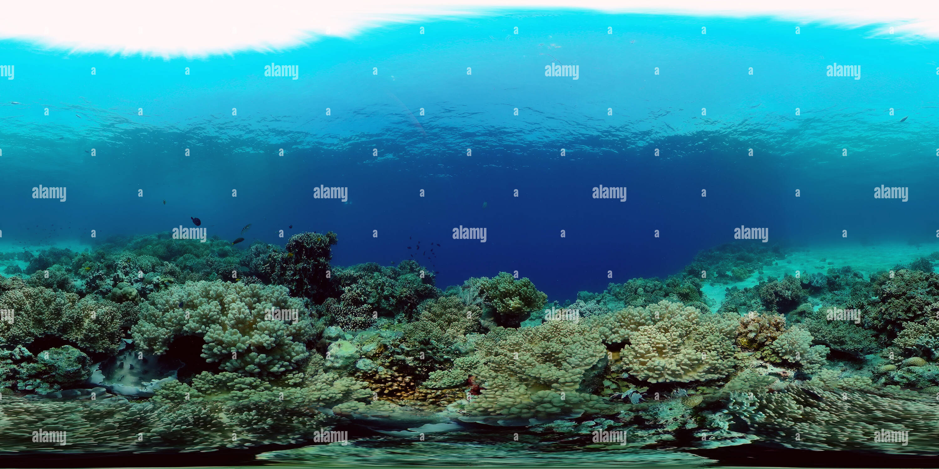 360° view of Tropical fishes and coral reef underwater - Alamy