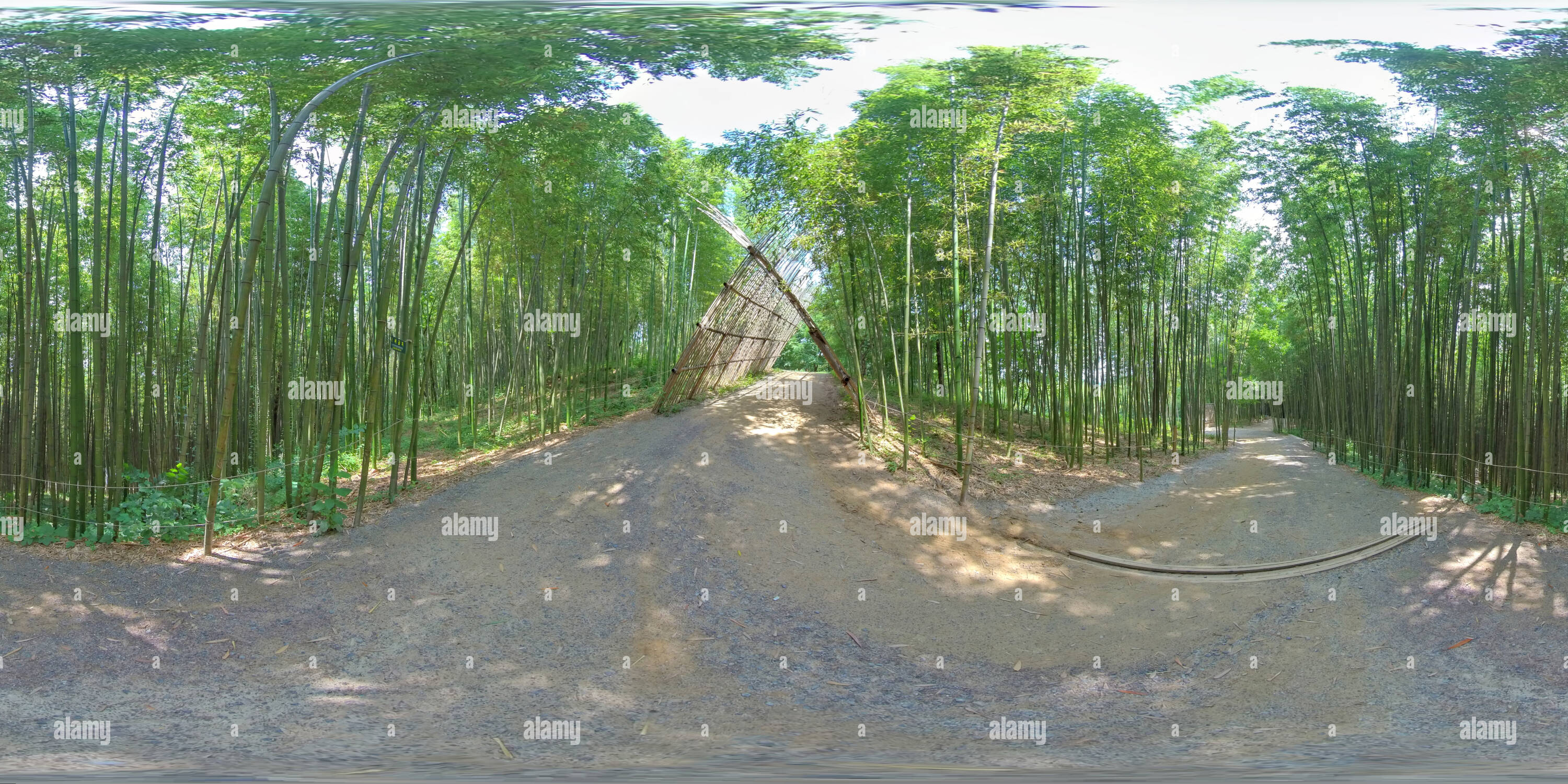 360° view of bamboo forest in Damyang - Alamy