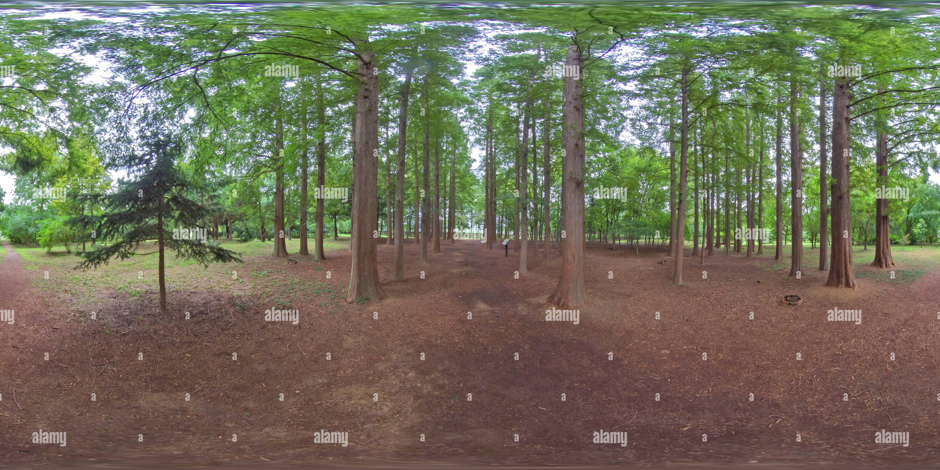 360° view of Arboretum in Gyeongju - Alamy